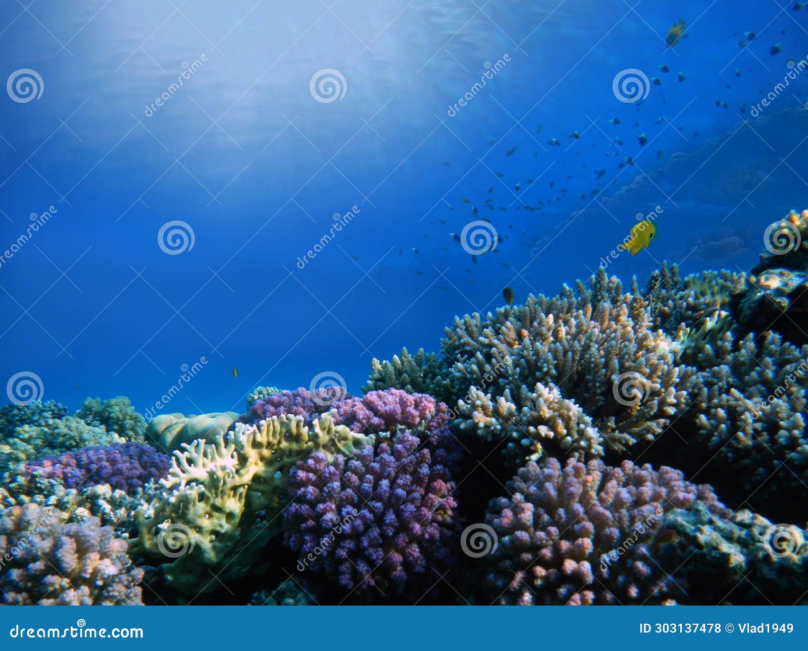Coral Reefs are the Largest Natural Structures in the Red Sea Stock ...