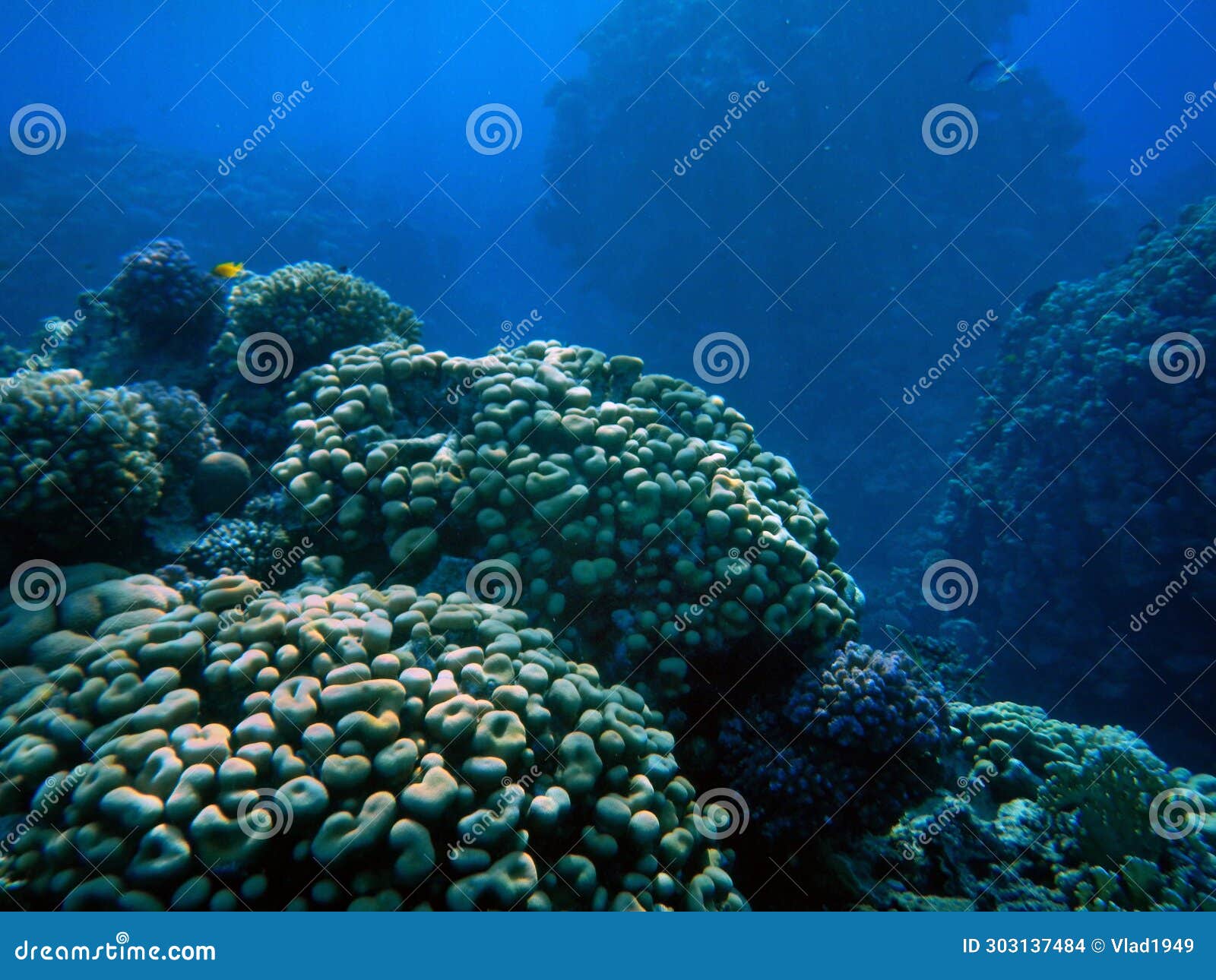 Coral Reefs are the Largest Natural Structures in the Red Sea Stock ...