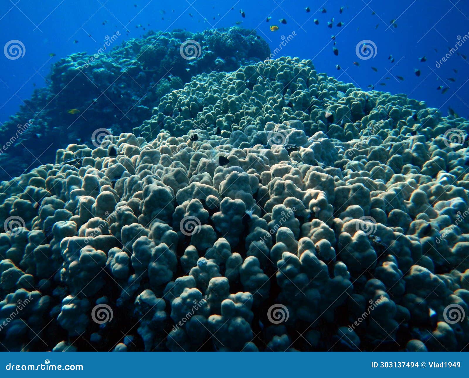 Coral Reefs are the Largest Natural Structures in the Red Sea Stock ...