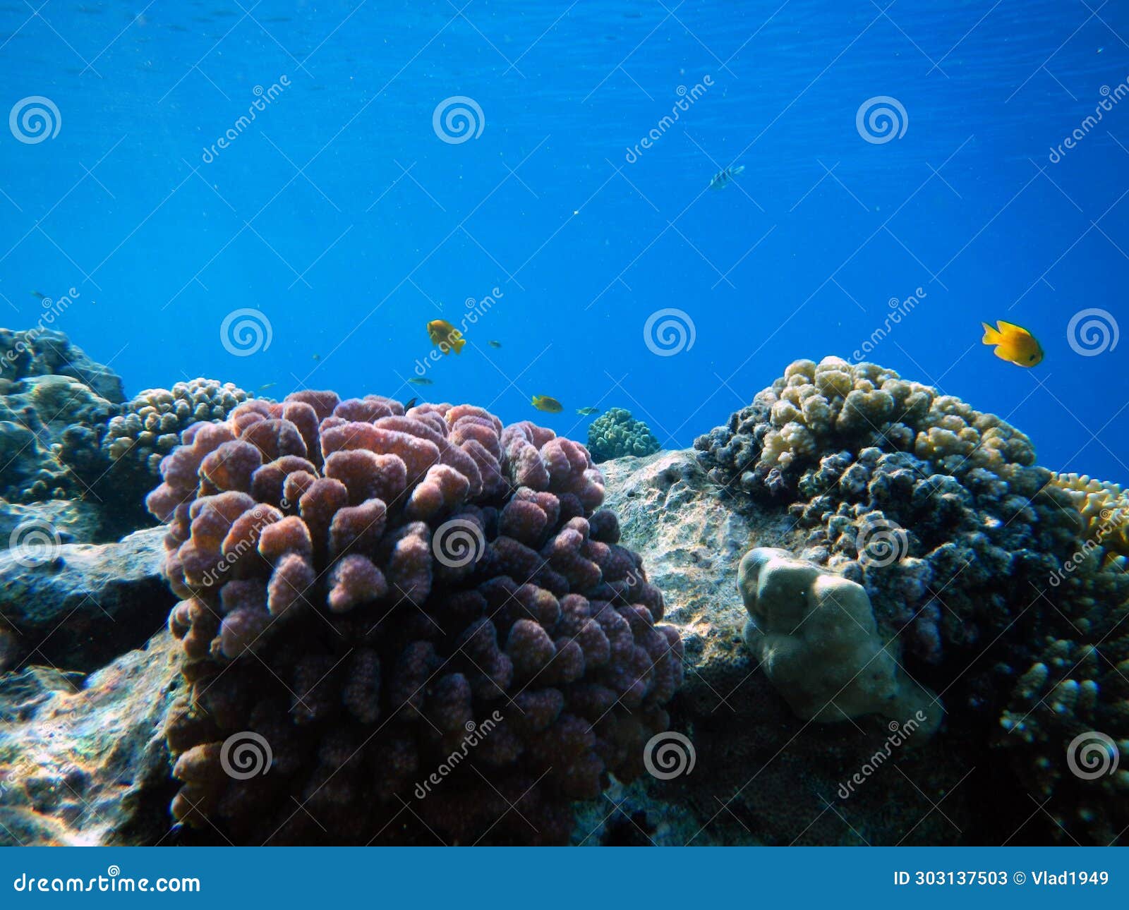 Coral Reefs are the Largest Natural Structures in the Red Sea Stock ...