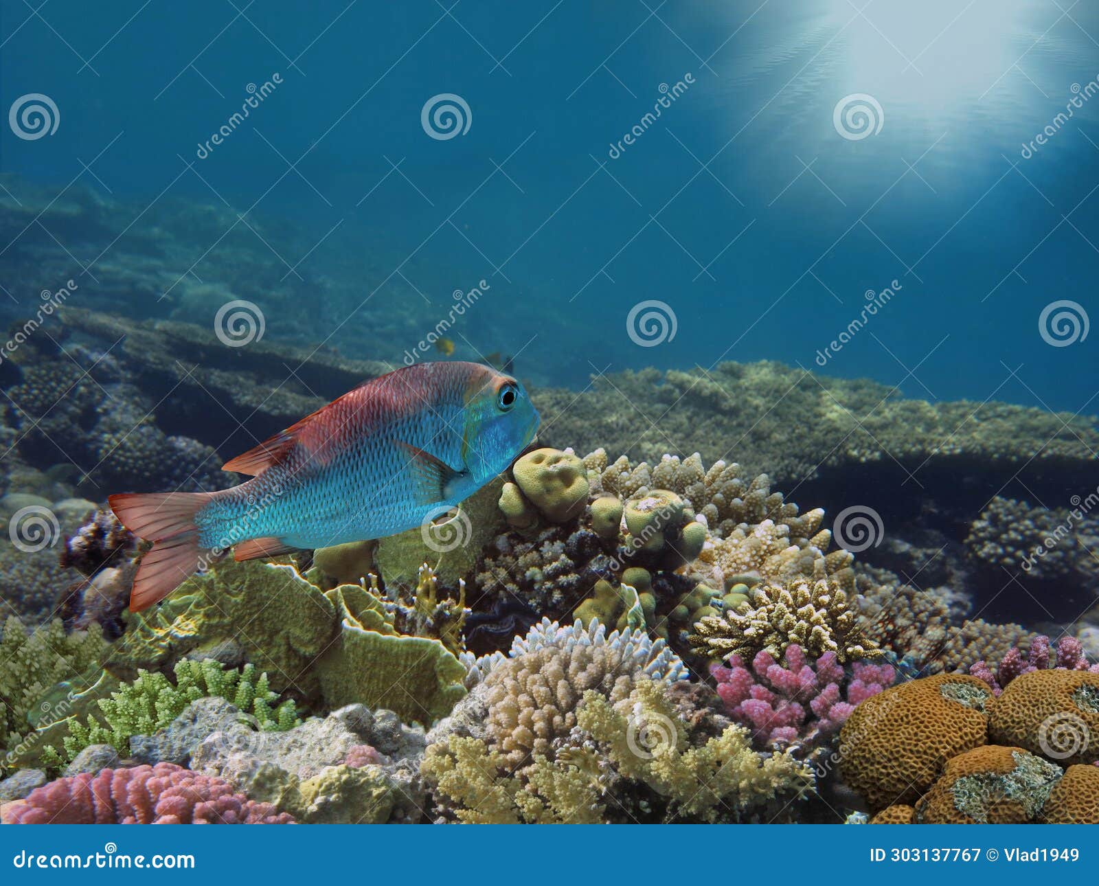Coral Reefs are the Largest Natural Structures in the Red Sea Stock ...