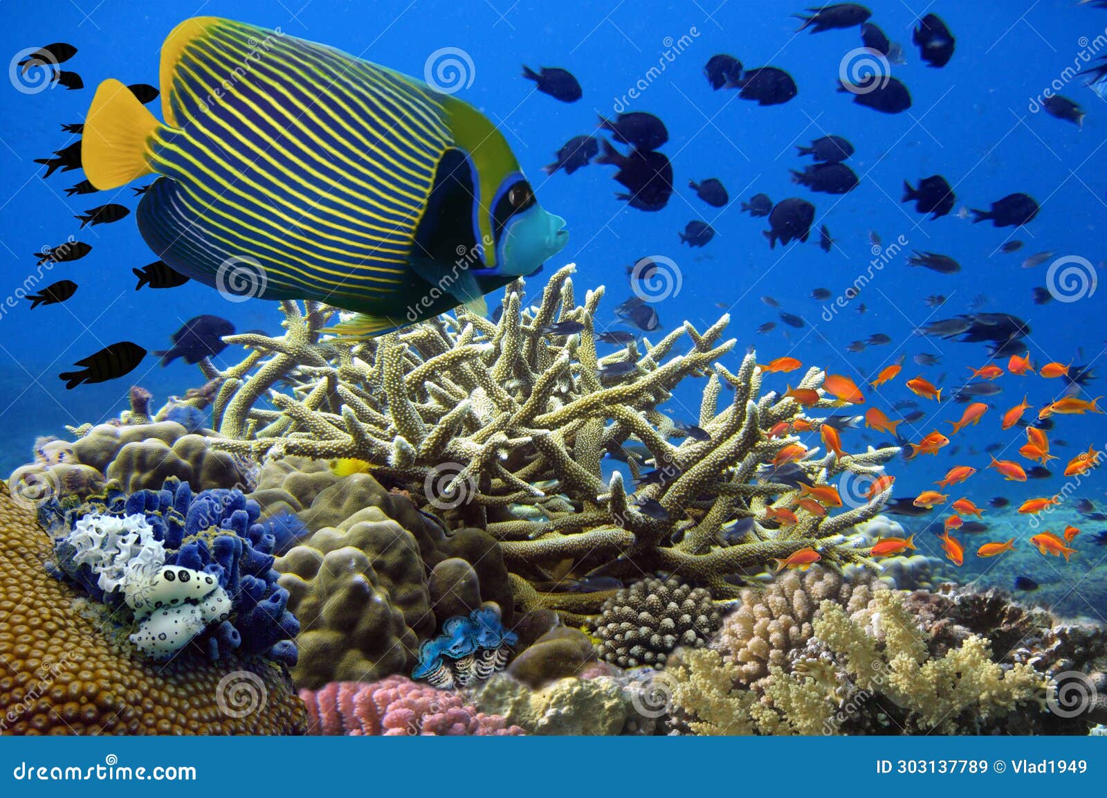 Coral Reefs are the Largest Natural Structures in the Red Sea Stock ...