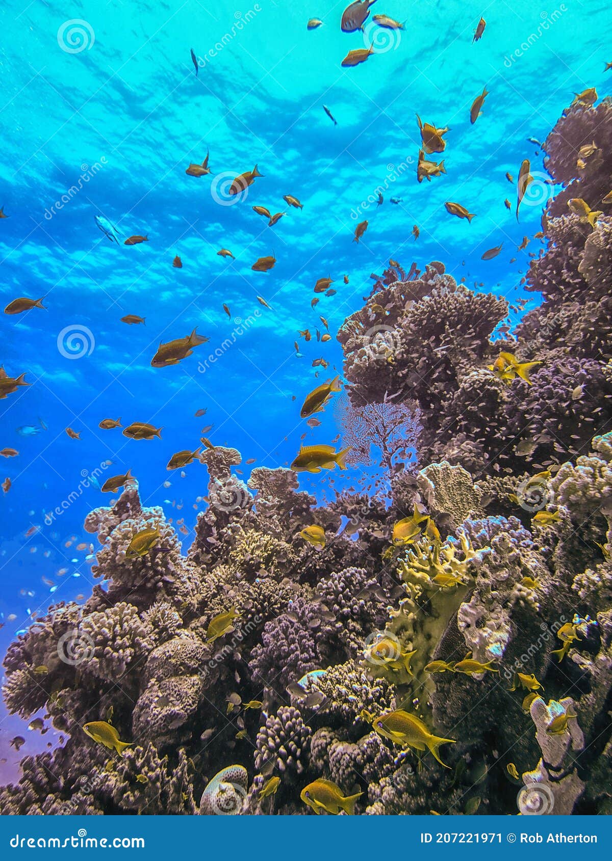 Coral reefs in the Red Sea stock image. Image of life - 207221971