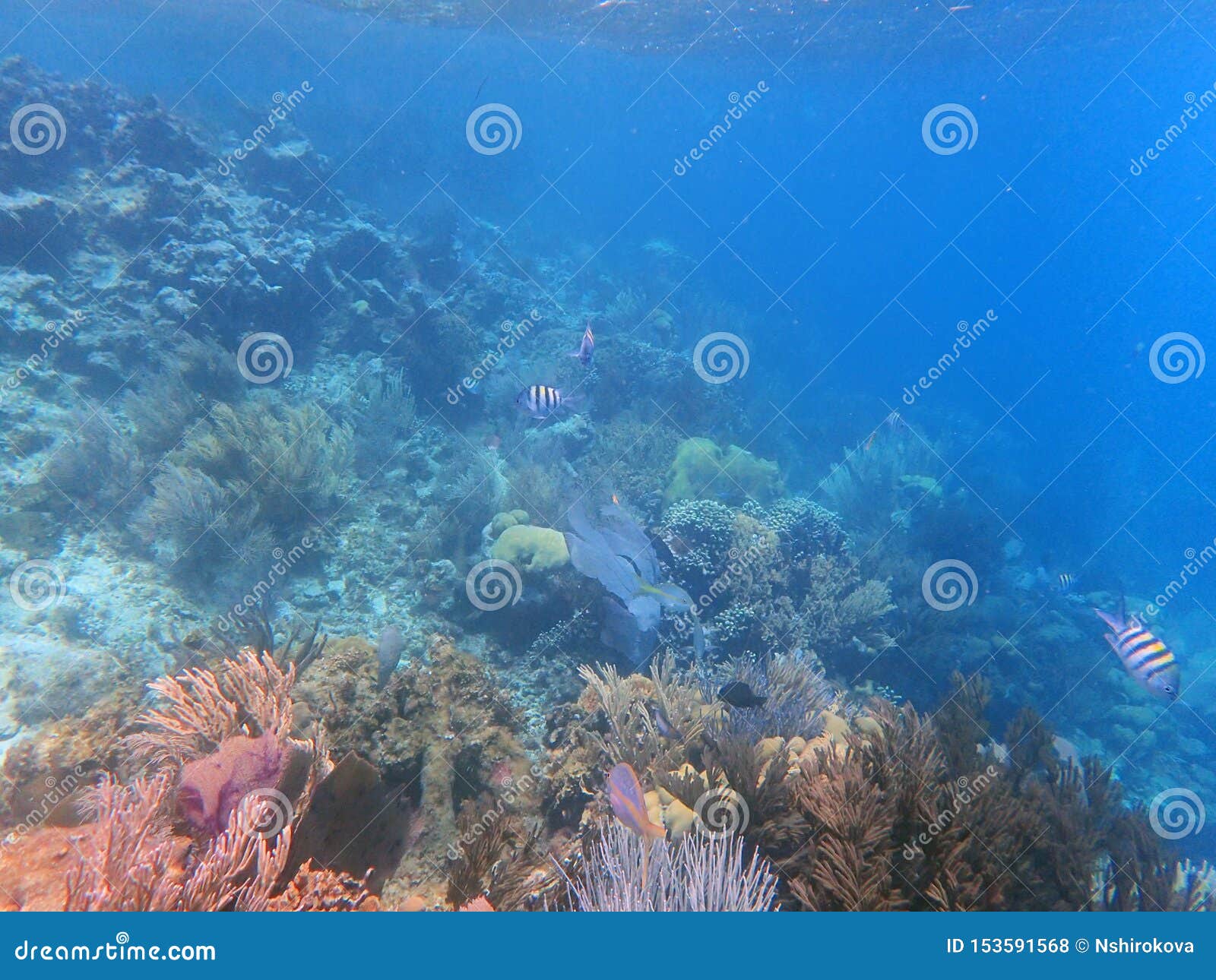 Coral Reefs with Several Yellow and Stripy Fish Stock Photo - Image of ...