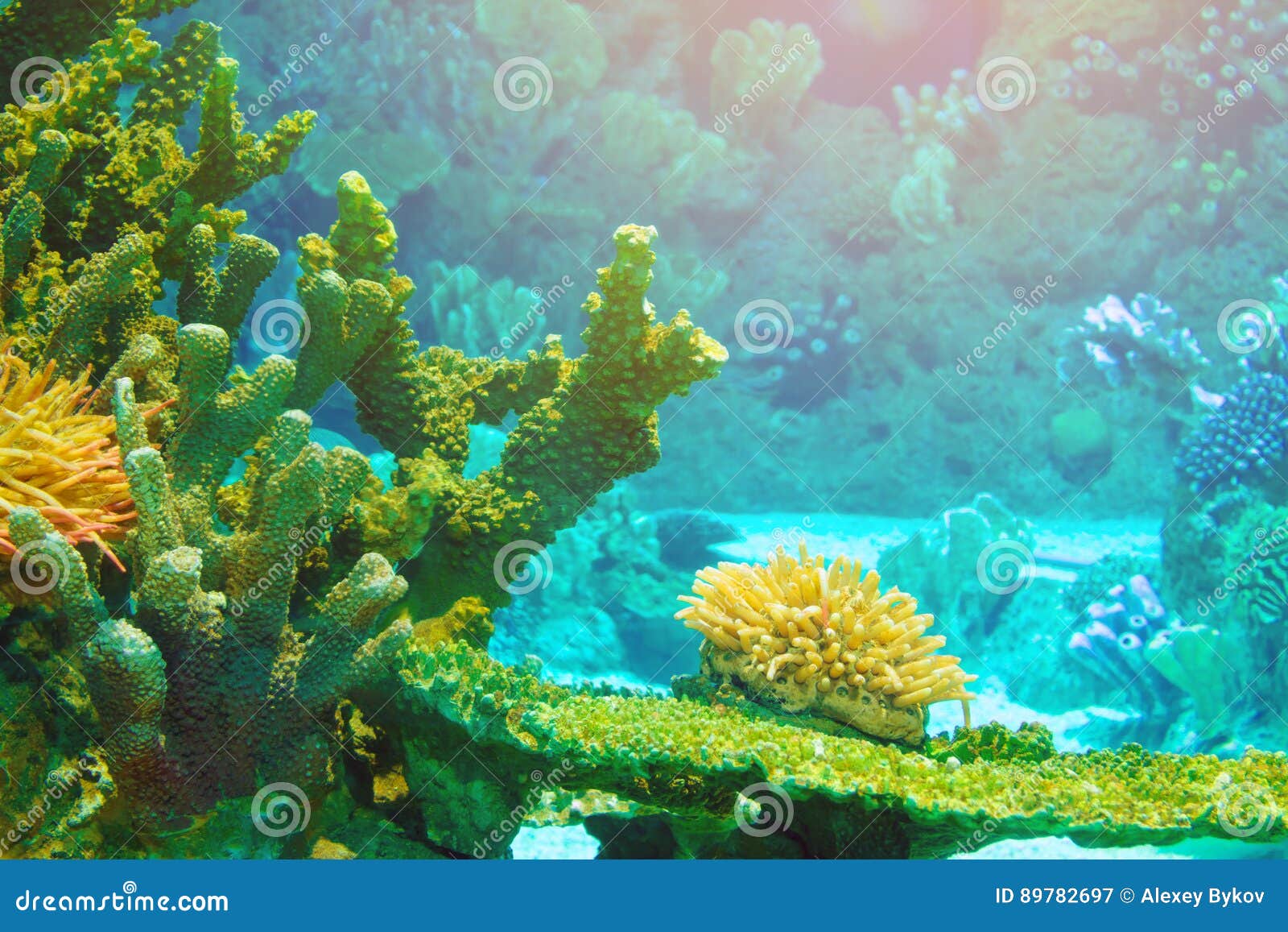Coral Reefs in Sunlight. stock image. Image of rain, woods - 89782697