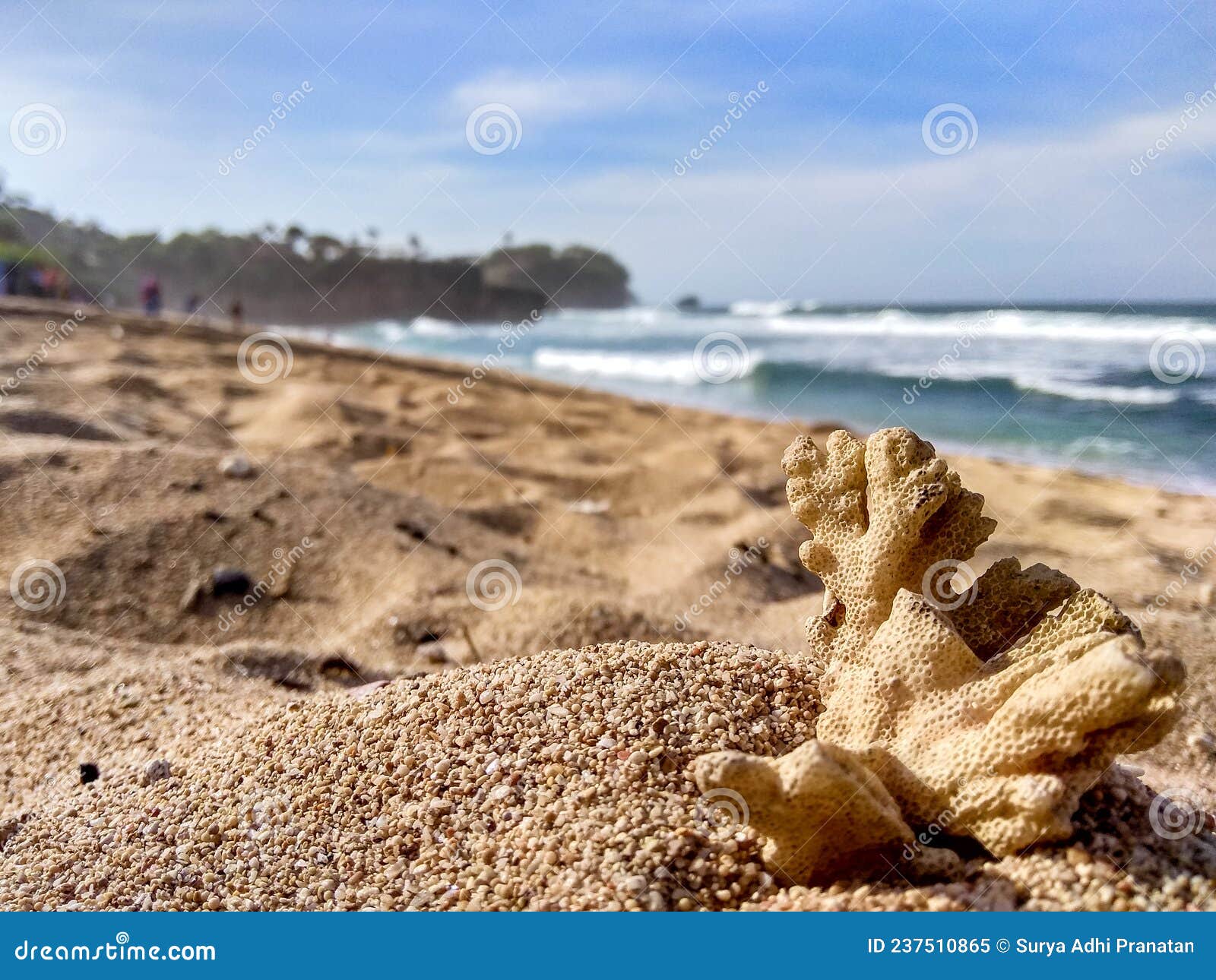 Coral Reefs on the White Sand Beach Stock Image - Image of nature ...