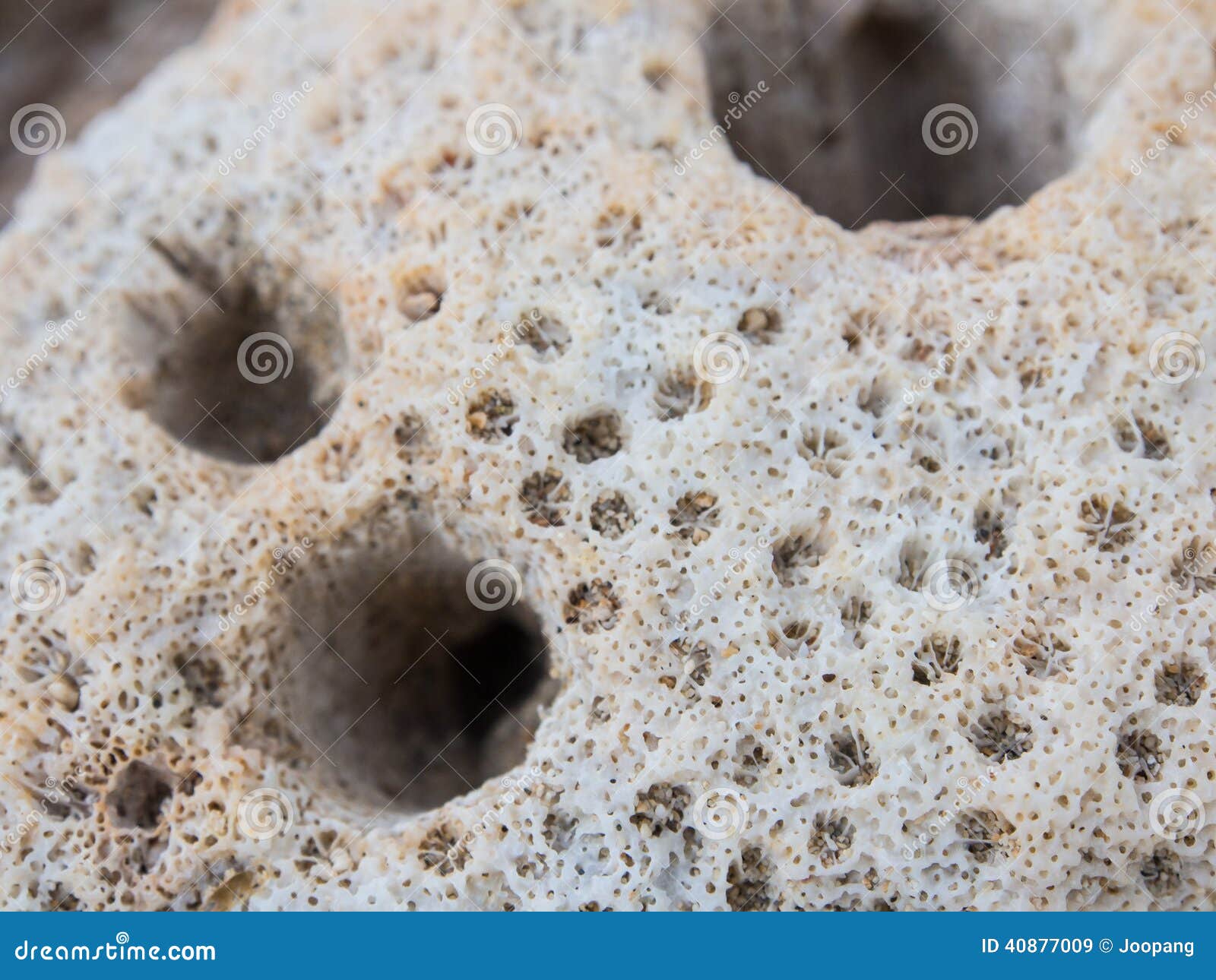 Coral rock close up stock image. Image of closeup, reef - 40877009