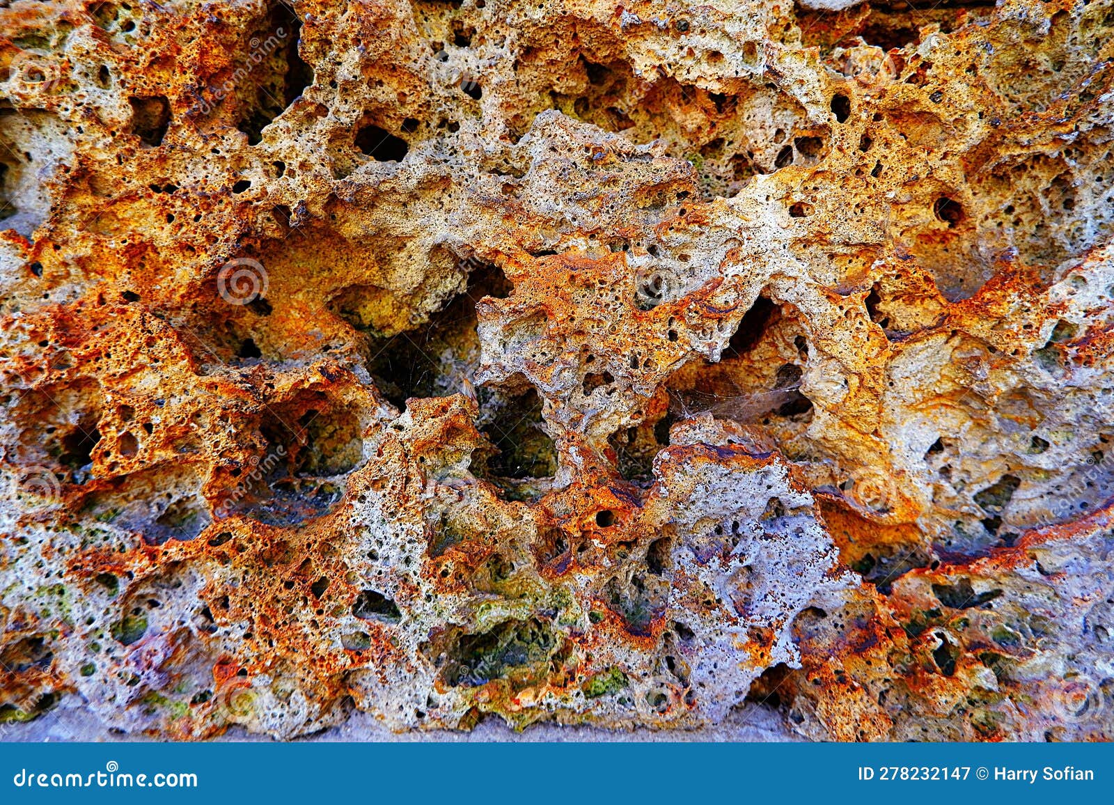 Coral rock stock image. Image of marine, tropical, aquatic - 278232147