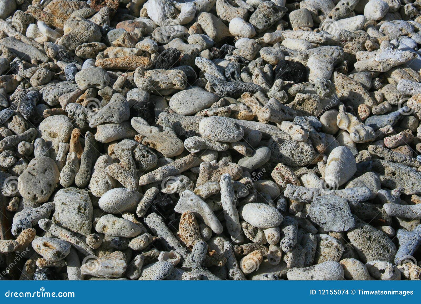 Coral rocks on beach stock photo. Image of abstract, marine - 12155074