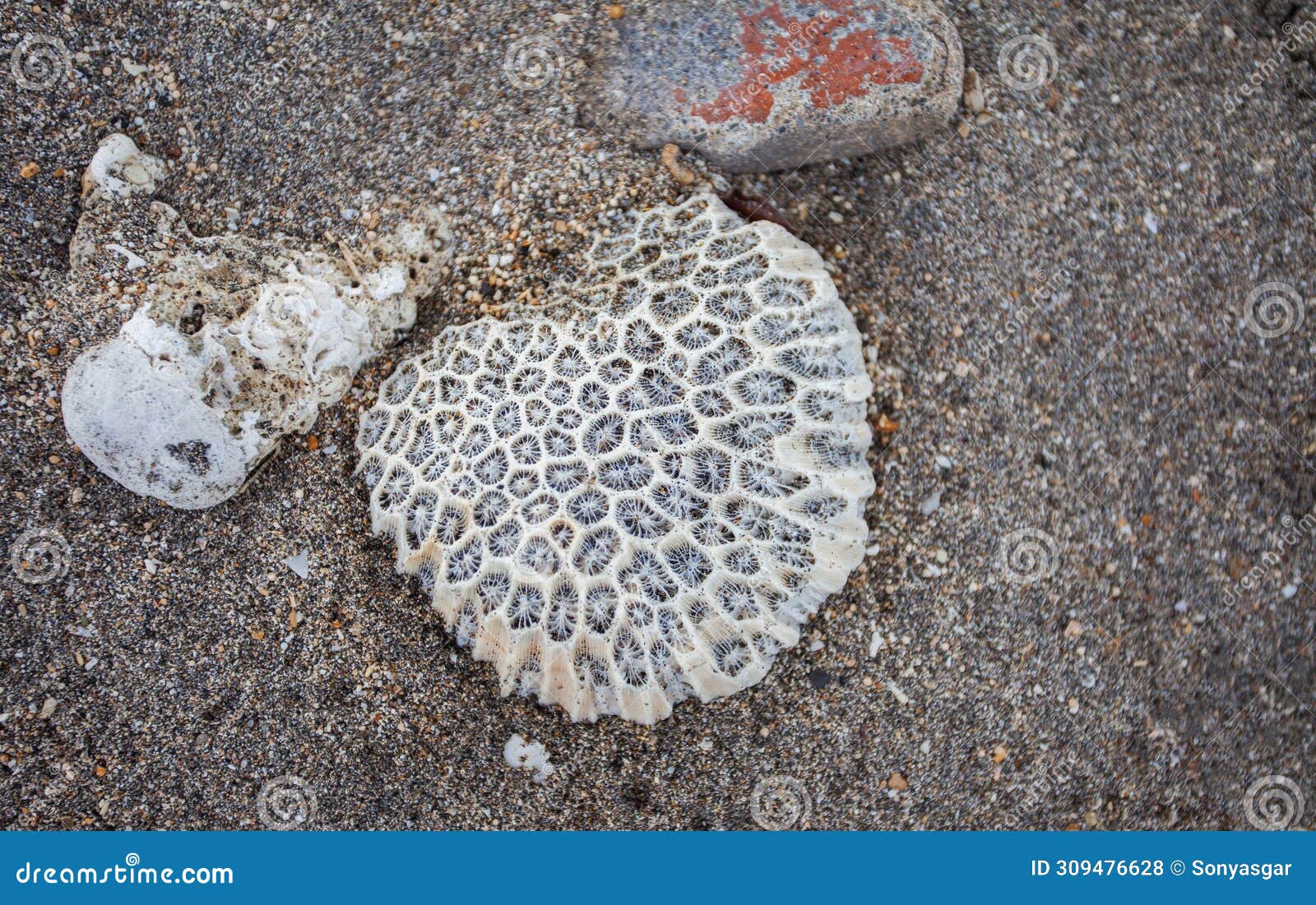Coral Rocks from the Ocean on the Beach Sand Stock Photo - Image of ...
