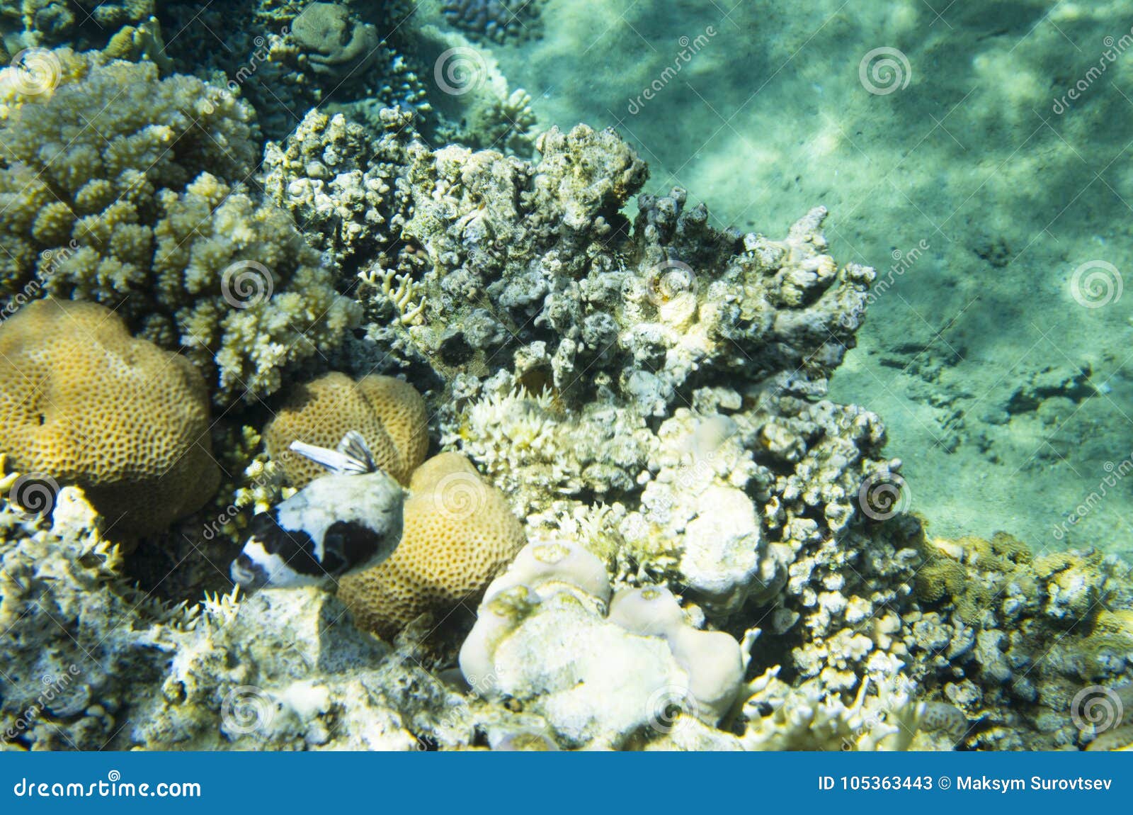 Coral rocks on the bottom stock image. Image of aqua - 105363443