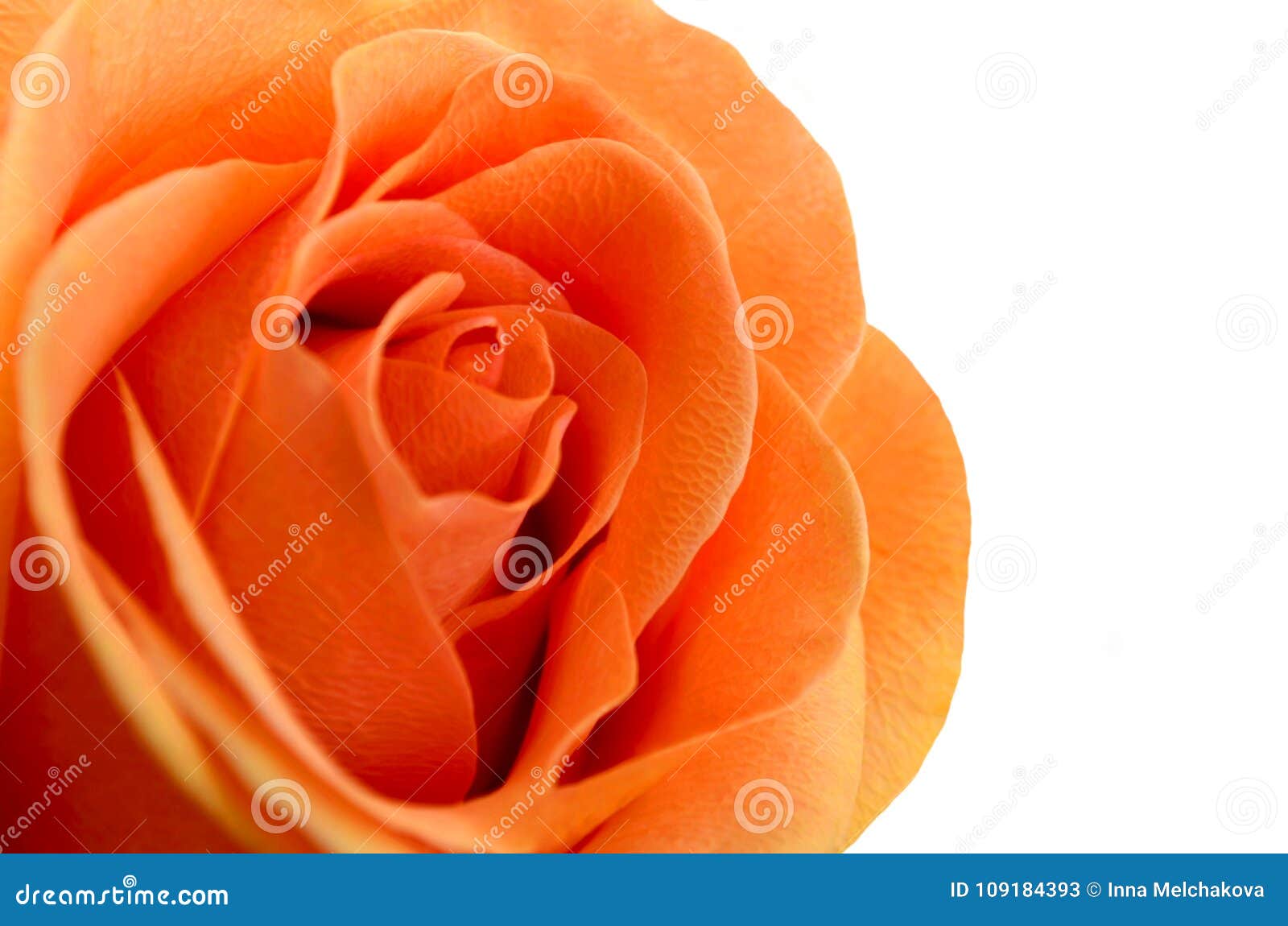 Coral Rose Closeup on a White Background Stock Image - Image of closeup ...