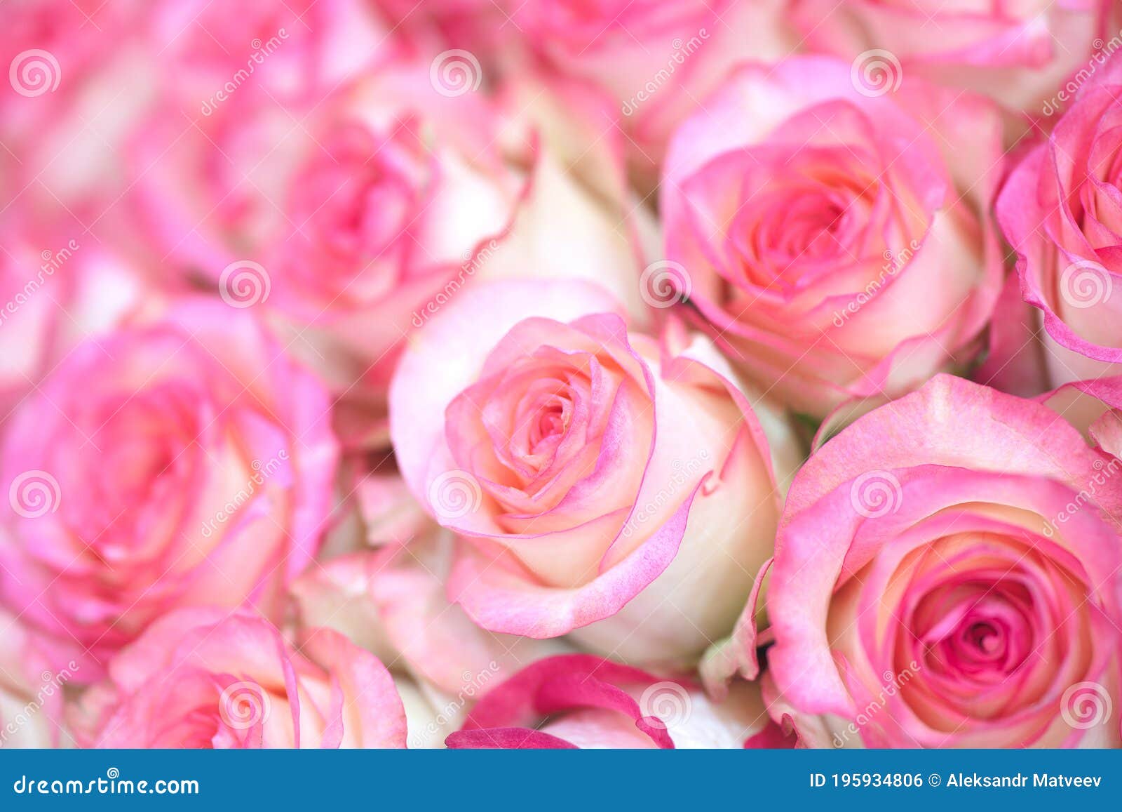 Coral Rose Flower. Detailed Retouch Stock Photo - Image of bloom ...