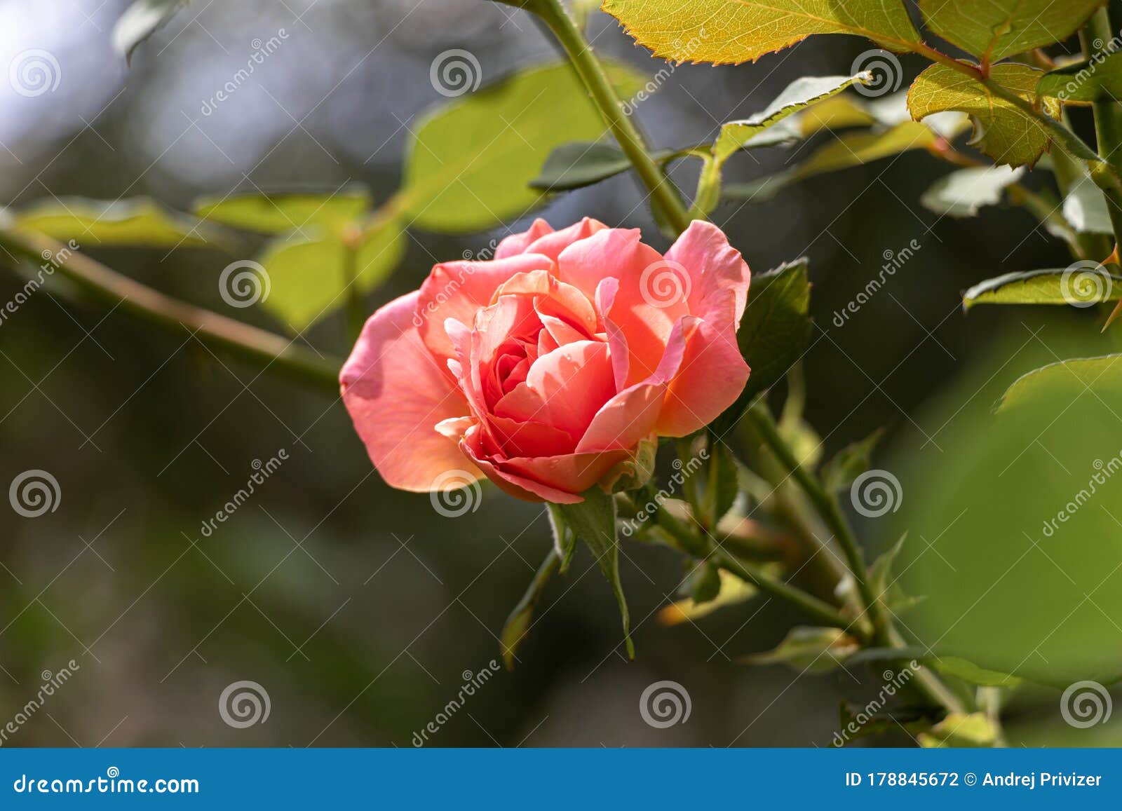 Coral Rose Flower in Roses Garden Stock Photo - Image of flora, floral ...