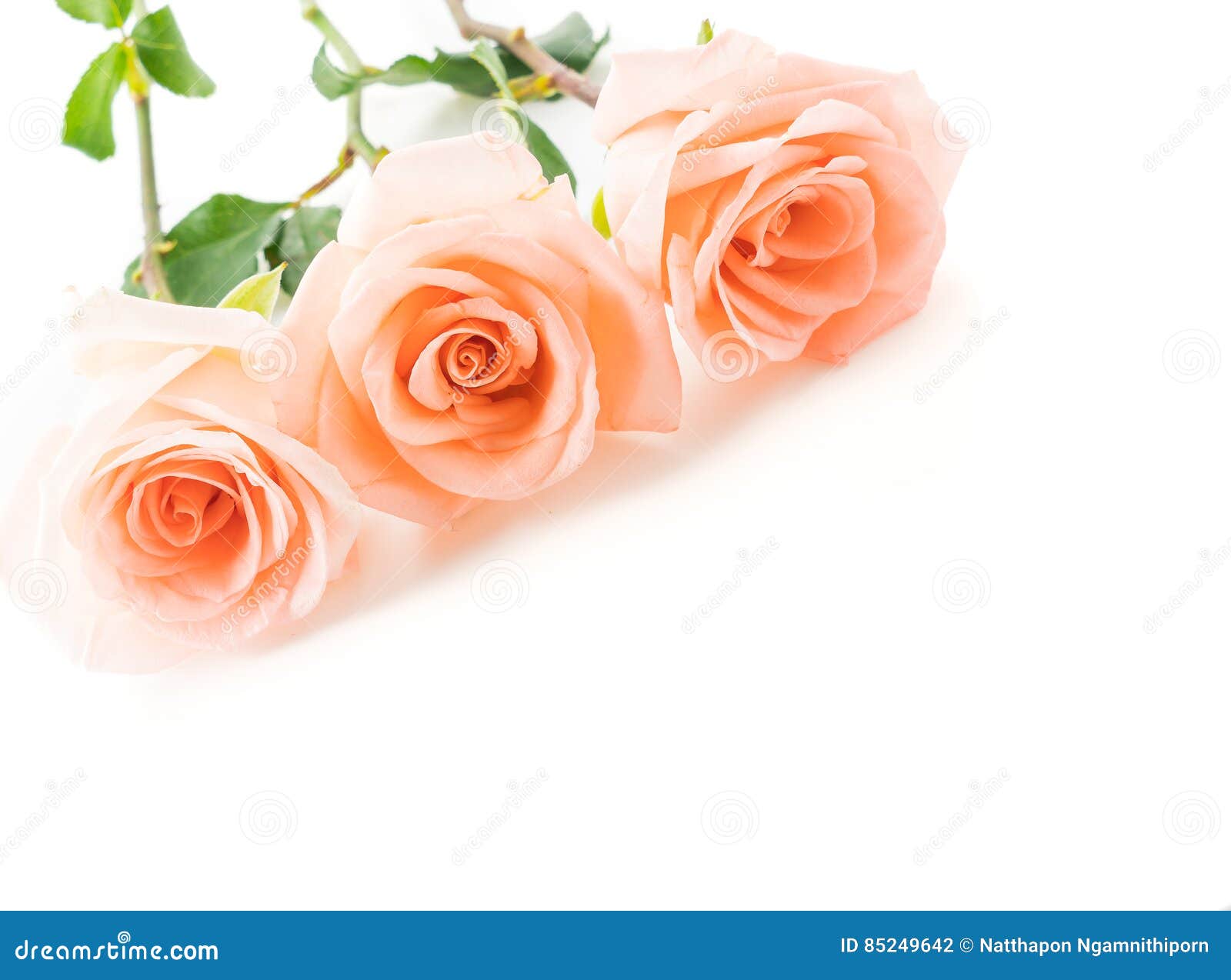 Coral rose stock photo. Image of antique, bloom, white - 85249642