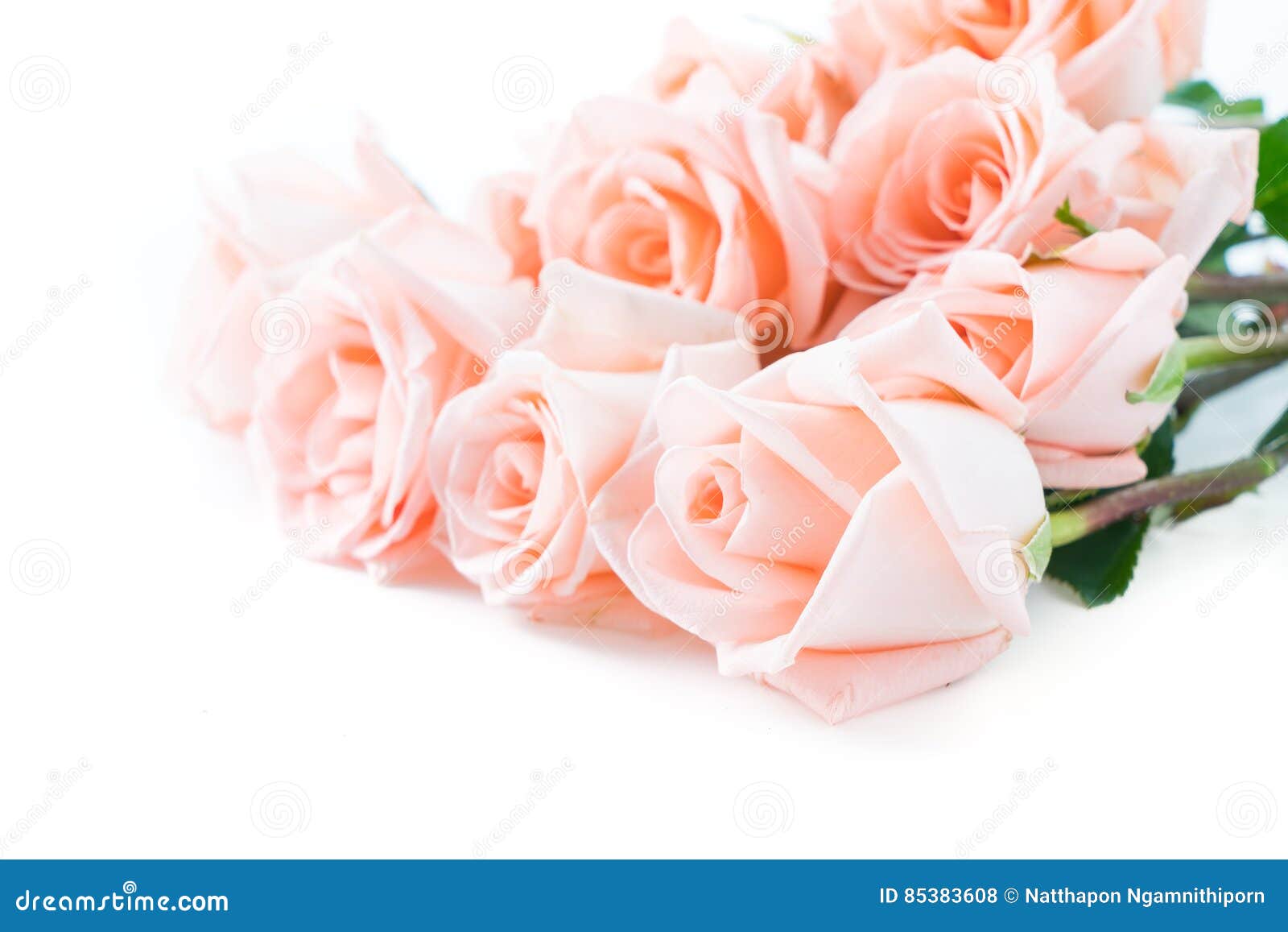 Coral rose stock photo. Image of rose, nature, pastel - 85383608
