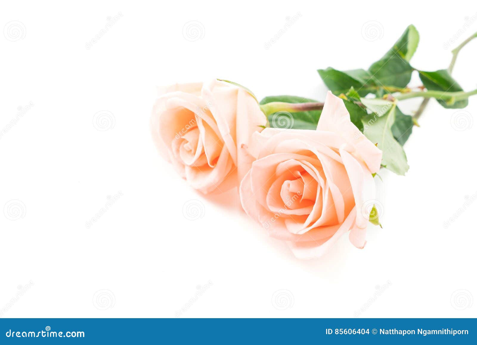 Coral rose stock photo. Image of blossom, flowers, petal - 85606404
