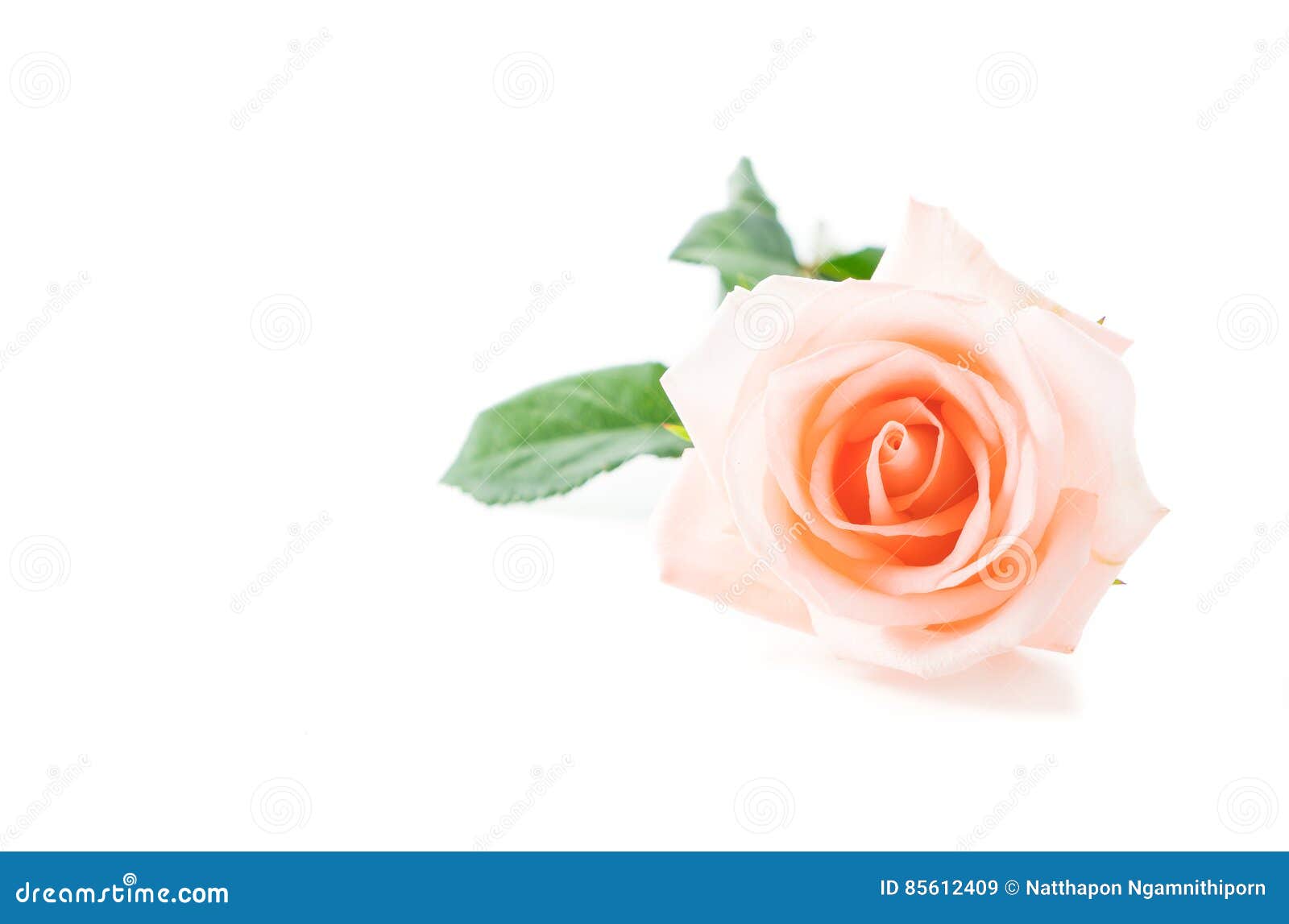 Coral rose stock image. Image of spring, nature, beauty - 85612409