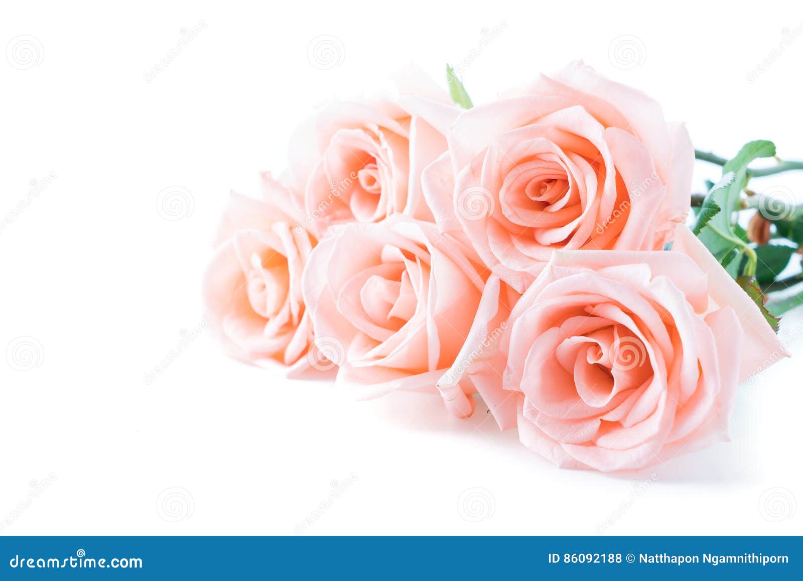 Coral rose stock photo. Image of color, pink, valentine - 86092188
