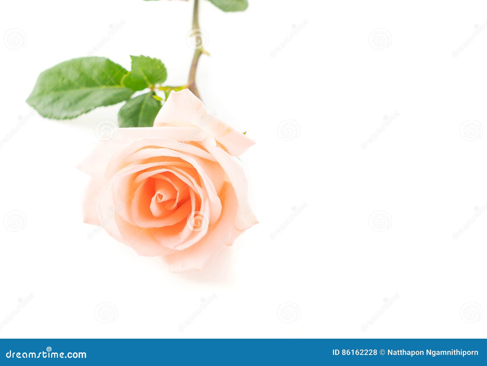 Coral rose stock photo. Image of sweet, rose, isolated - 86162228