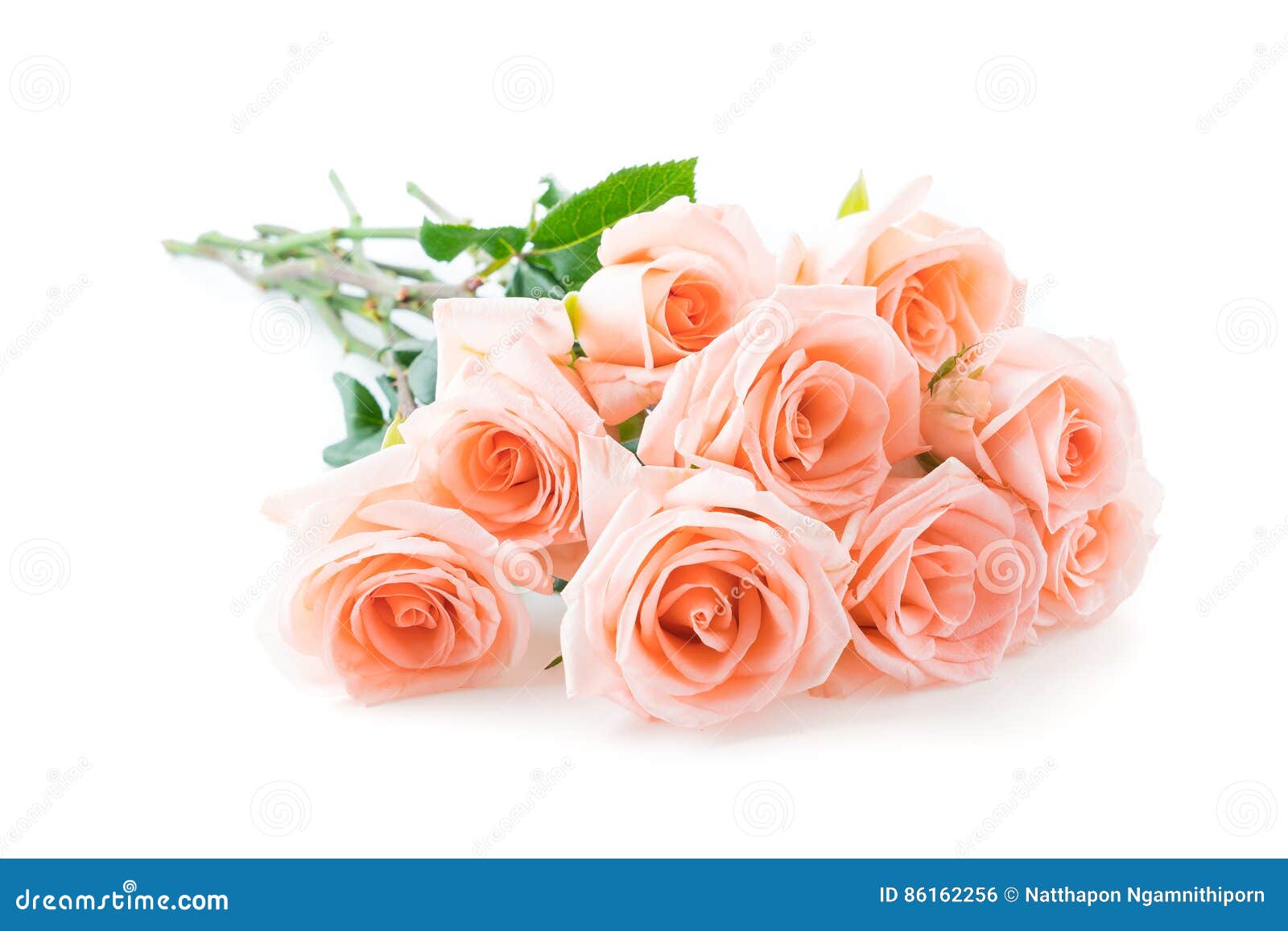 Coral rose stock photo. Image of rose, sweet, romantic - 86162256