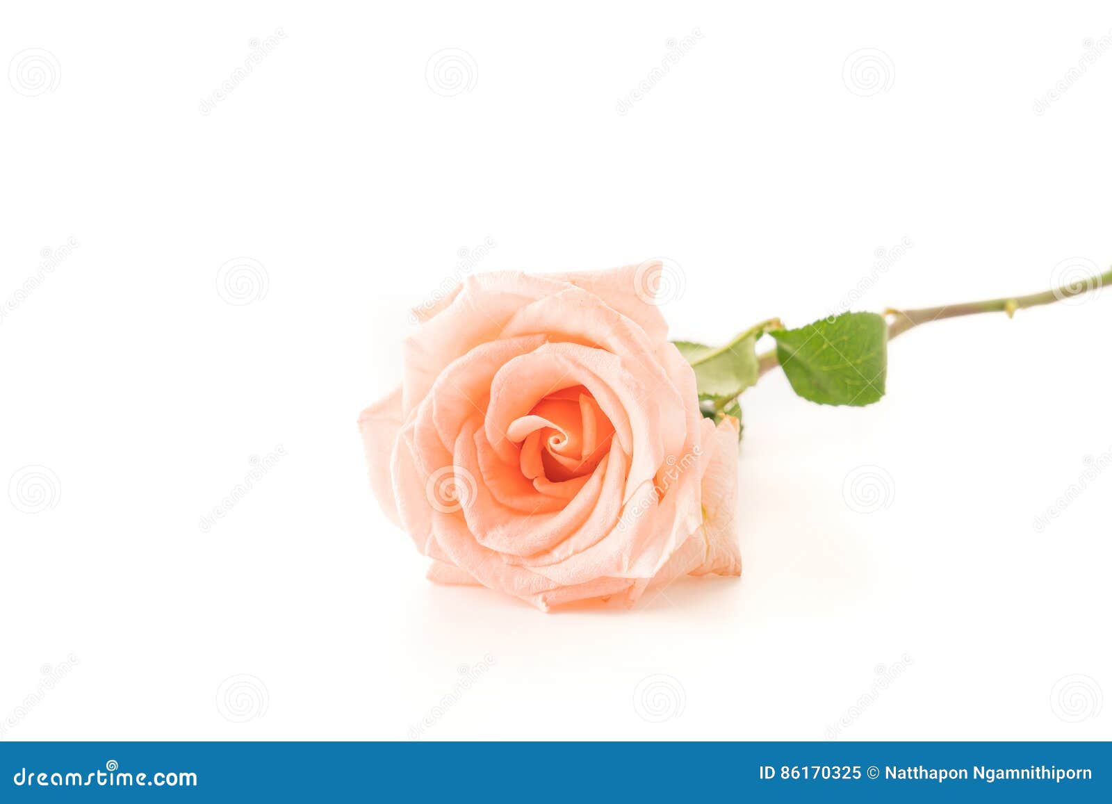 Coral rose stock image. Image of rose, bloom, flower - 86170325
