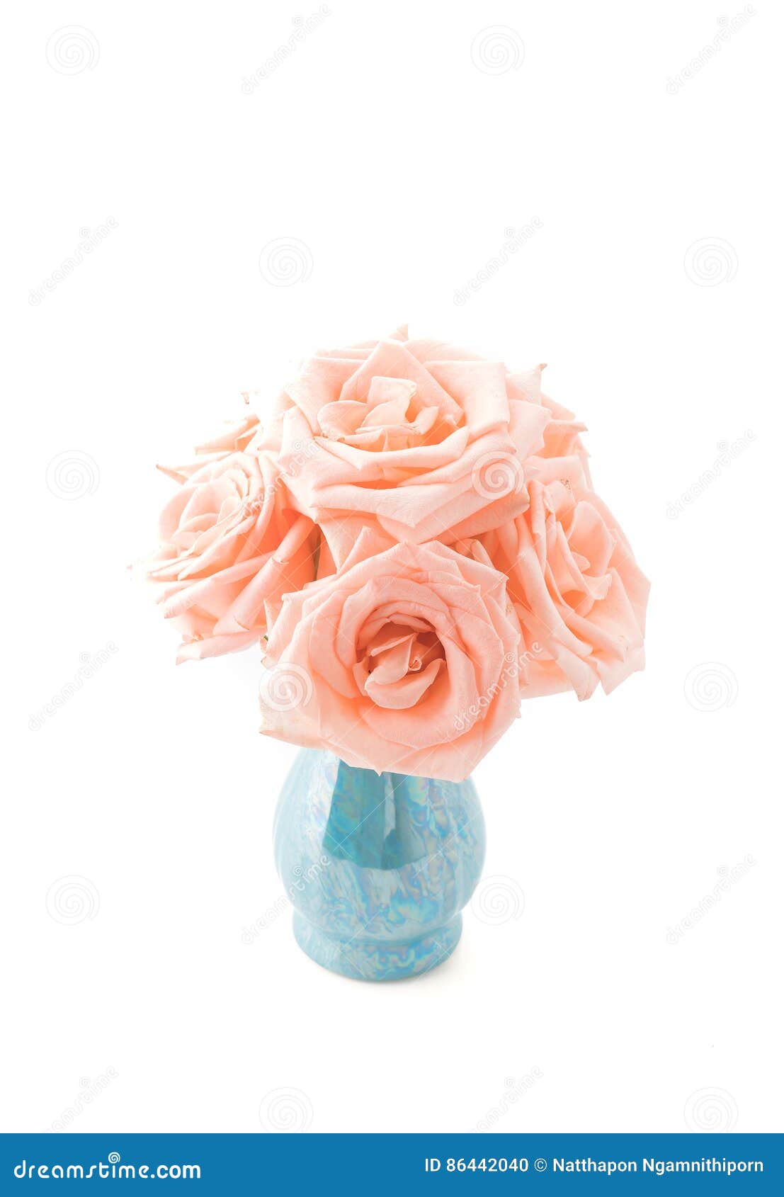 Coral rose stock photo. Image of coral, soft, nature - 86442040