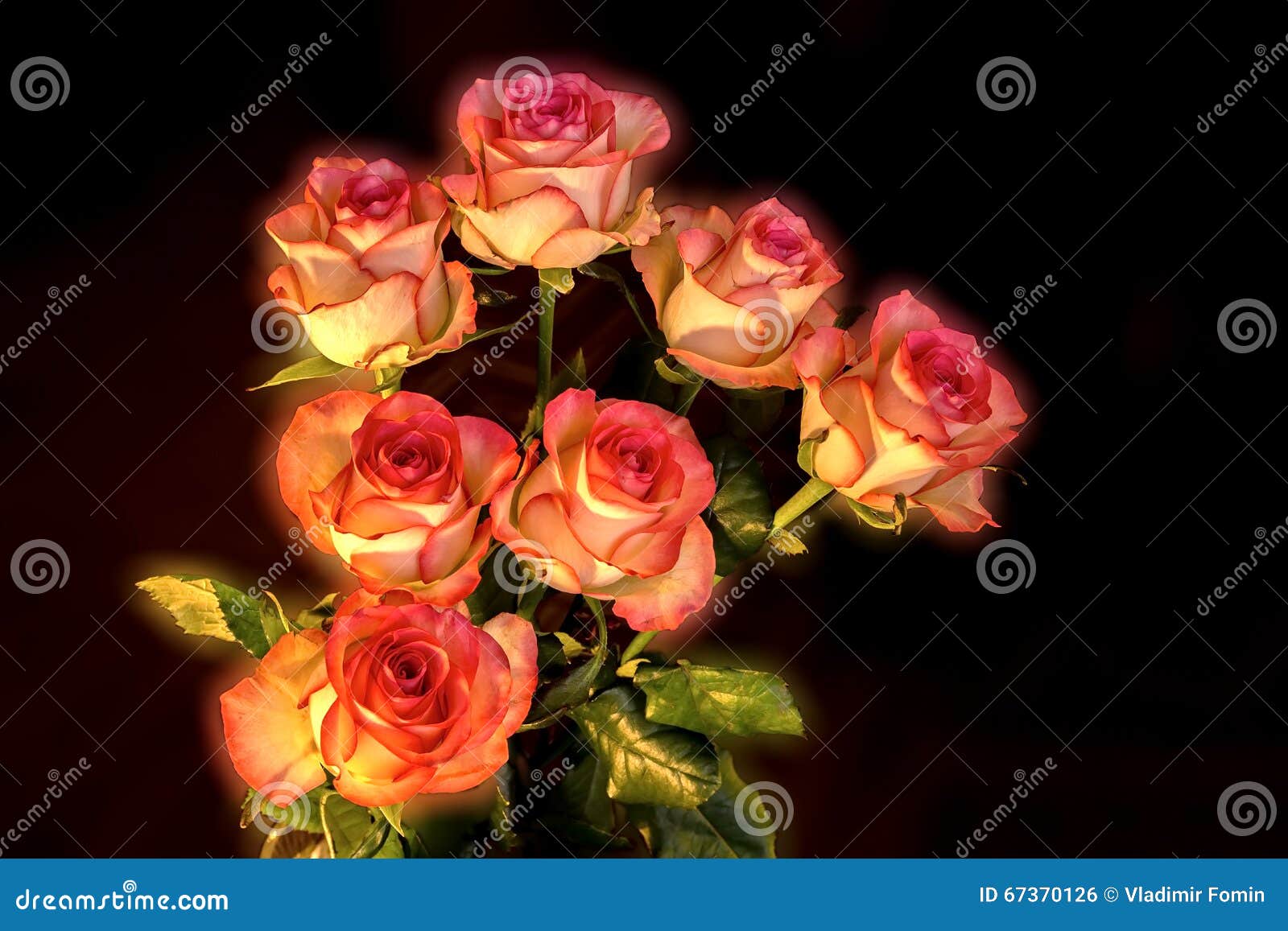 Coral roses. stock photo. Image of black, white, bouquet - 67370126