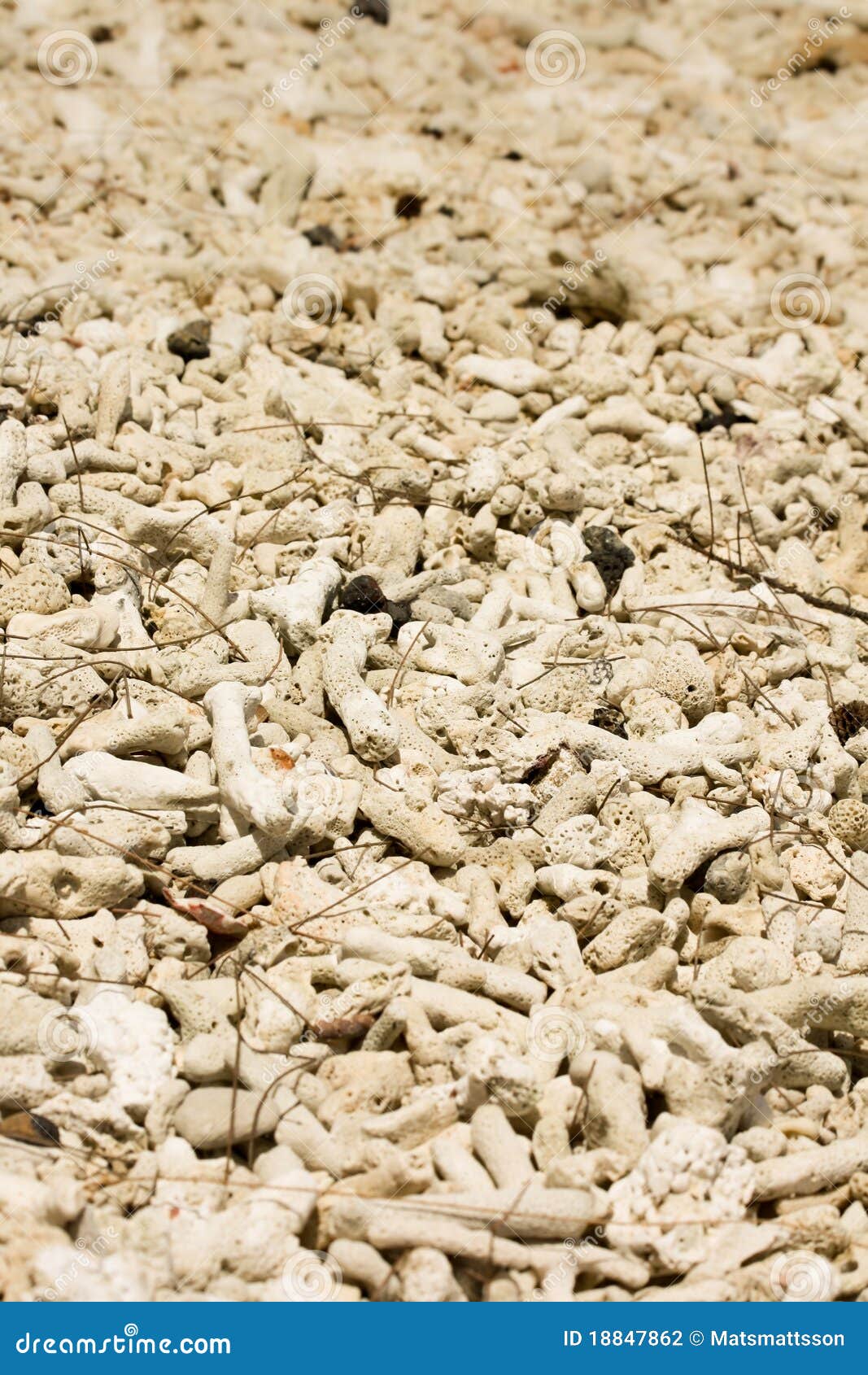 Coral on sand stock photo. Image of travel, holiday, ocean - 18847862