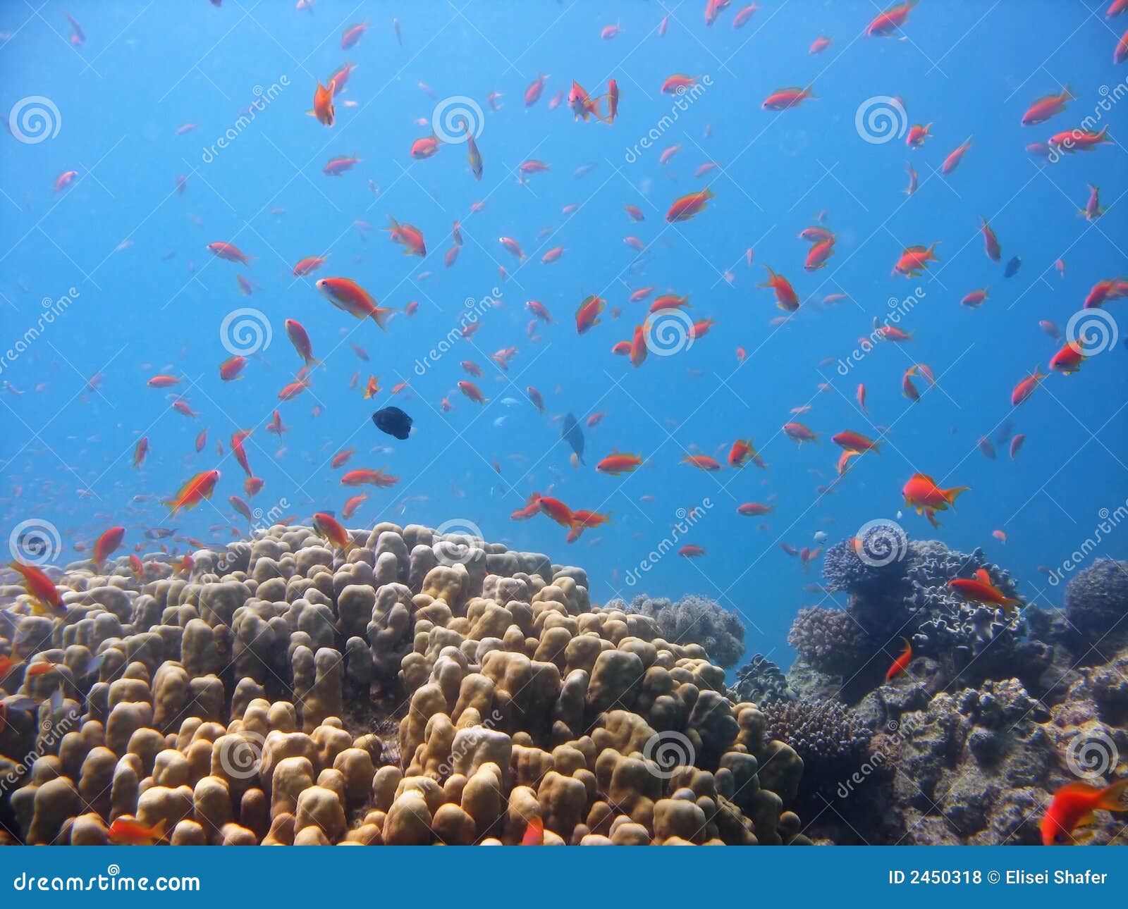 Coral Scene stock photo. Image of marine, coral, sinai - 2450318
