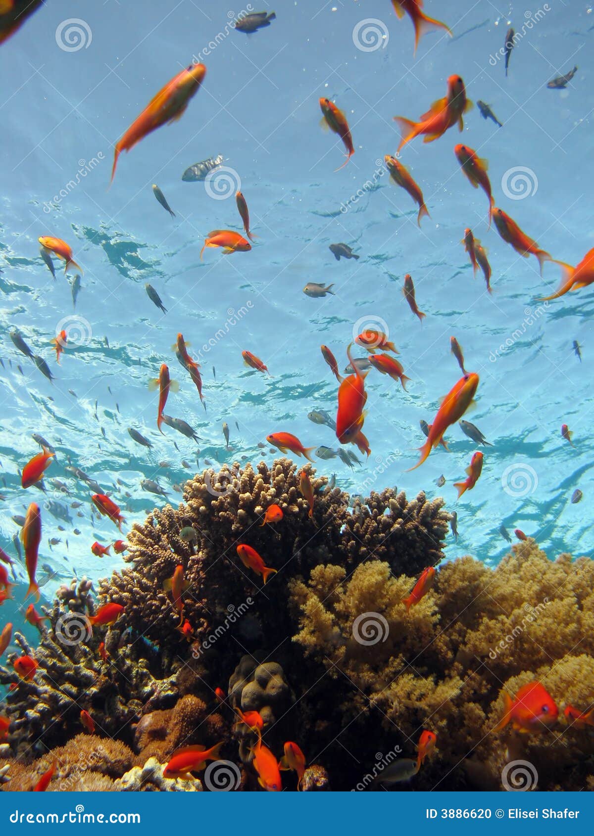 Coral Scene stock photo. Image of exploration, coral, colorful - 3886620