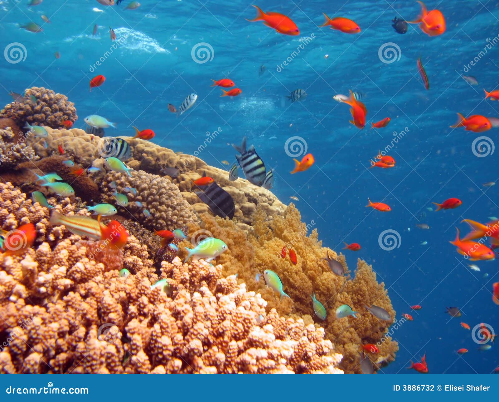 Coral Scene stock photo. Image of hardcoral, scuba, tropical - 3886732