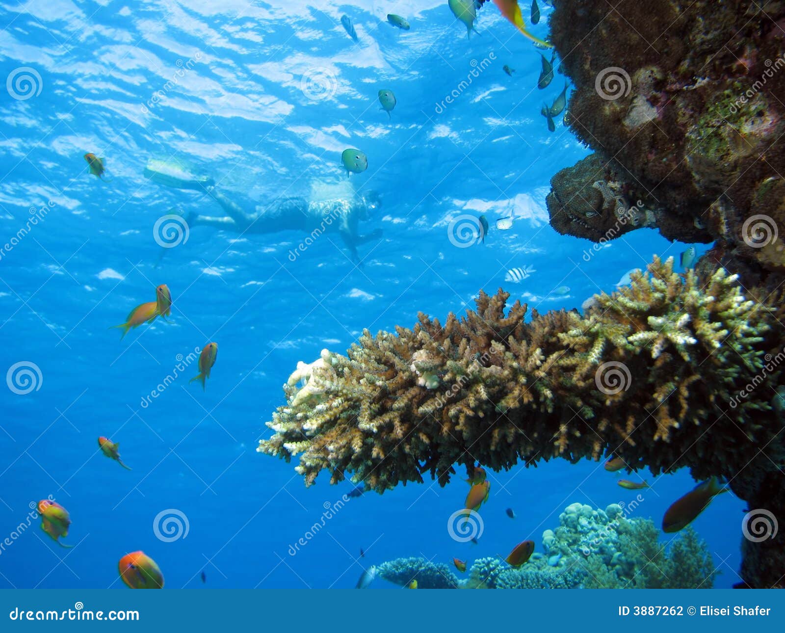 Coral Scene stock photo. Image of water, explore, colony - 3887262