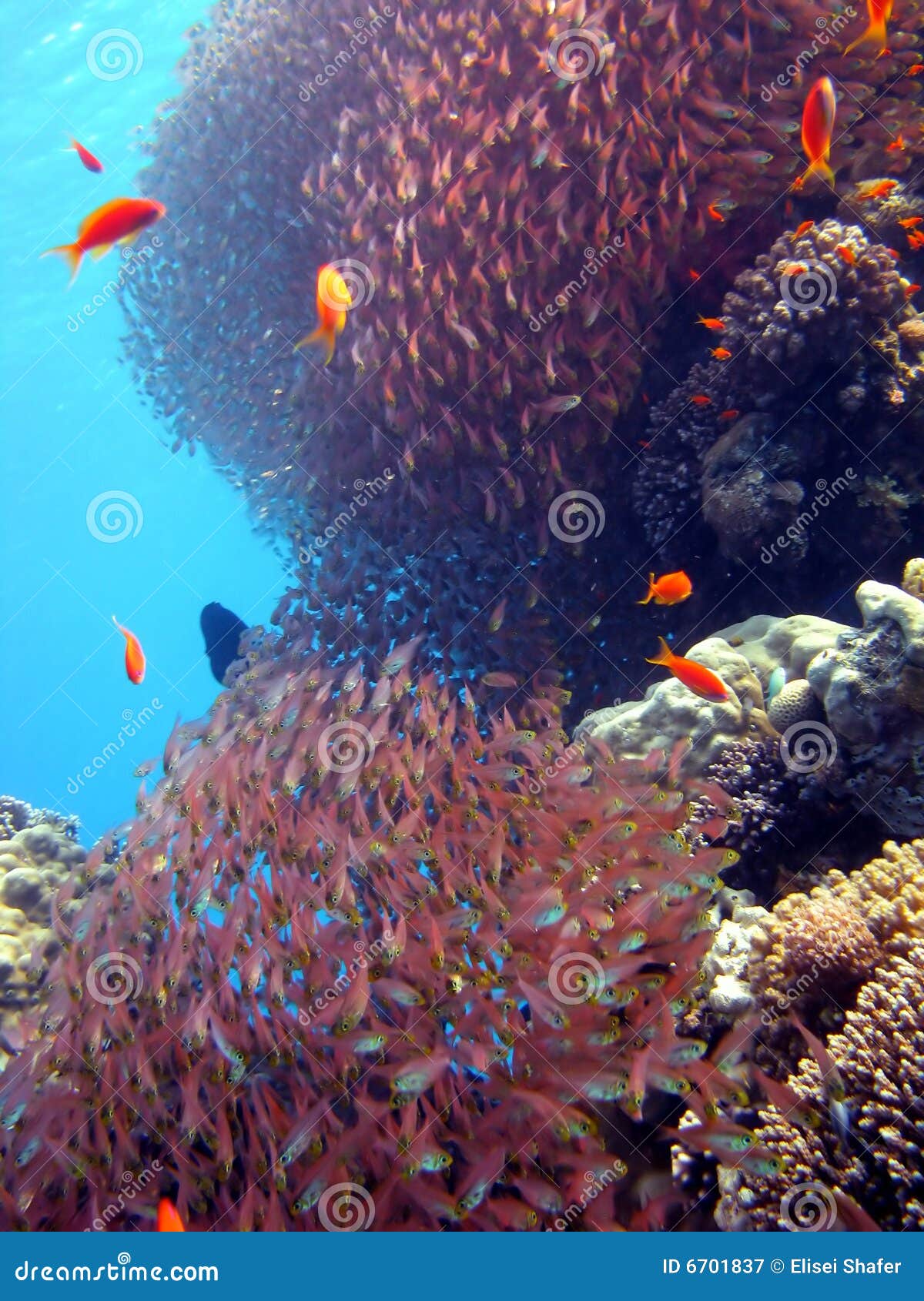 Coral Scene stock image. Image of hardcoral, reef, exploration - 6701837