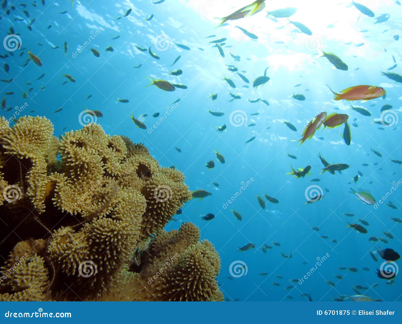 Coral Scene stock image. Image of travel, ocean, fish - 6701875