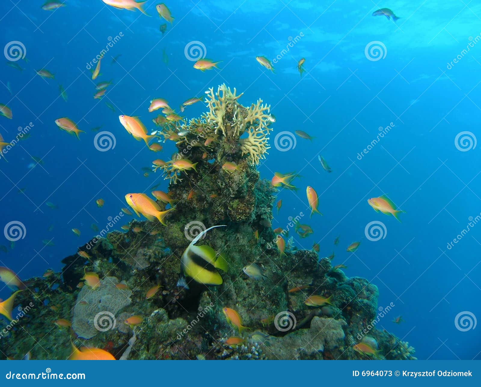 Coral scene stock image. Image of plants, dive, plant - 6964073