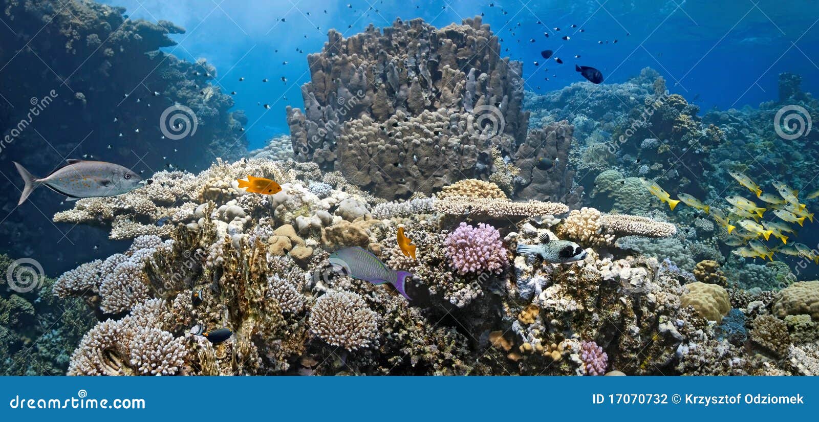 Coral scene - panorama stock photo. Image of sergeant - 17070732