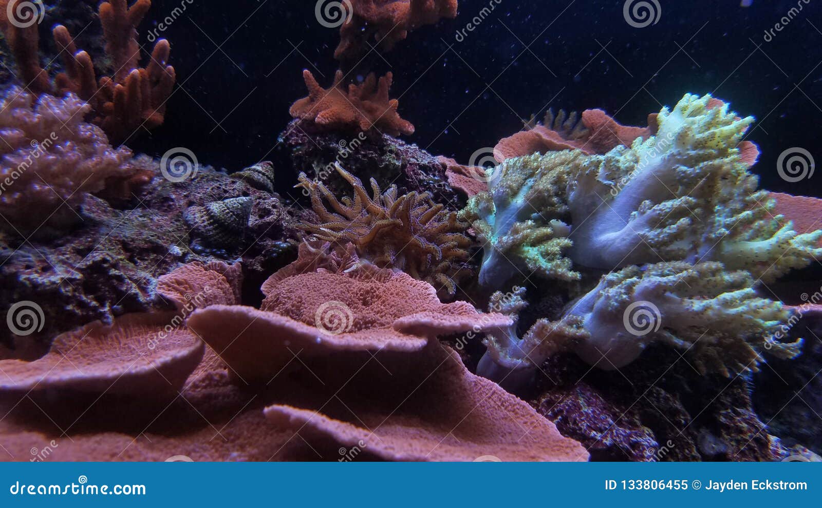 Coral scene stock image. Image of scene, colorful, nature - 133806455