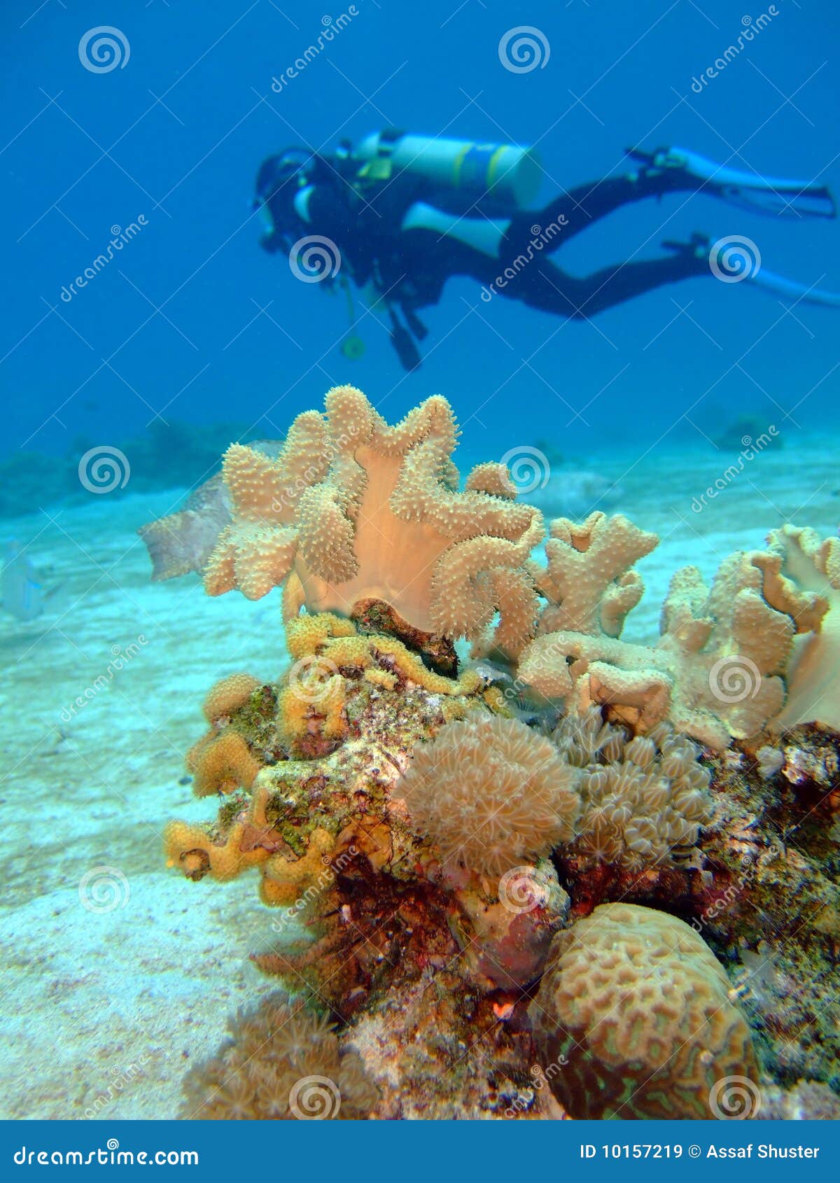 Coral and a scuba diver stock image. Image of eilat, fish - 10157219