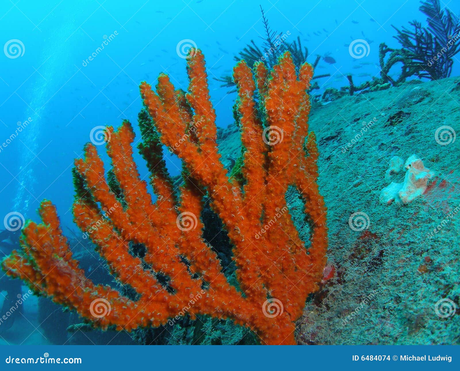 Coral on the Sea Emperor stock photo. Image of beach, environmental ...