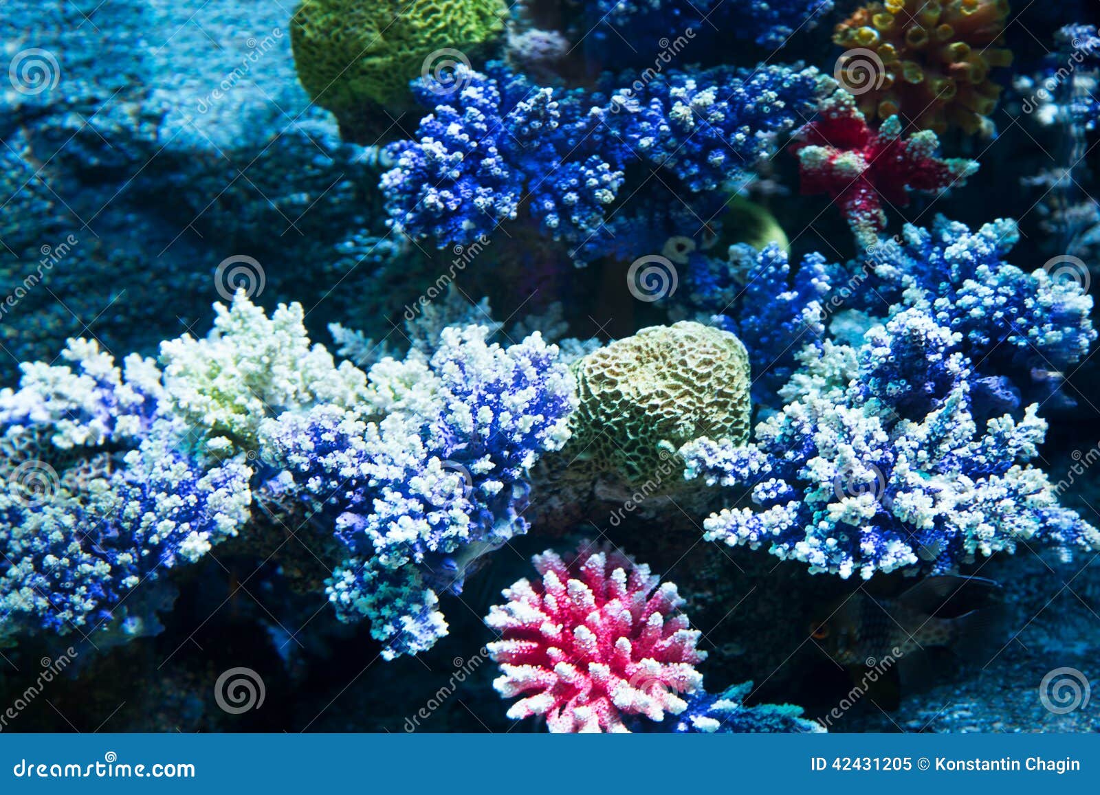 Coral on the sea floor stock image. Image of deep, seascape - 42431205