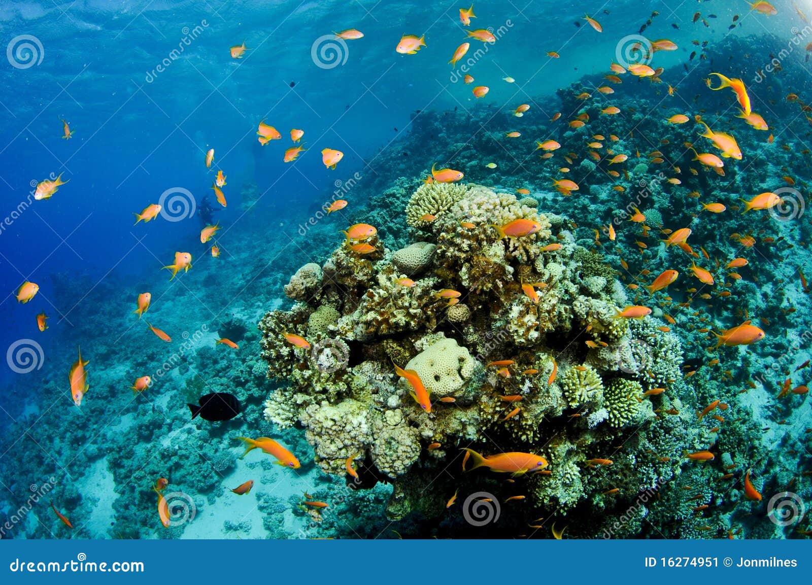 Coral sea scape stock image. Image of undersea, scene - 16274951