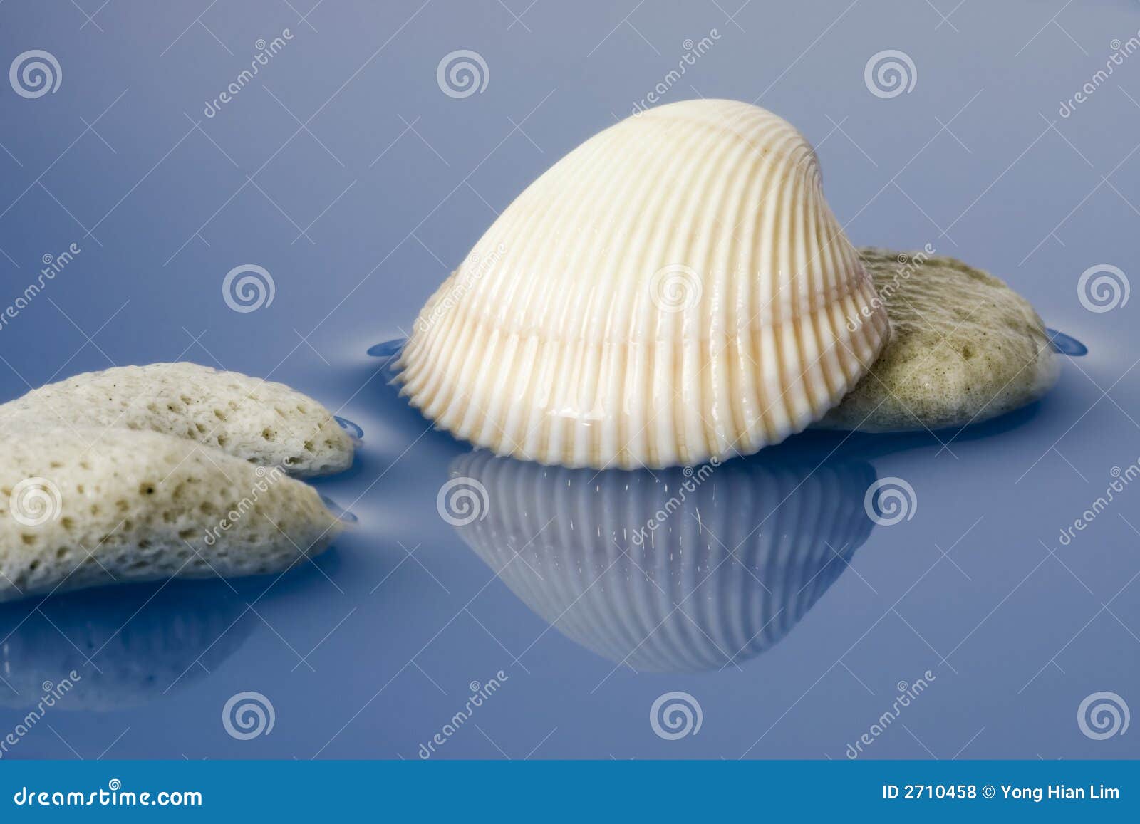 Coral and sea shell stock photo. Image of aqua, closeup - 2710458