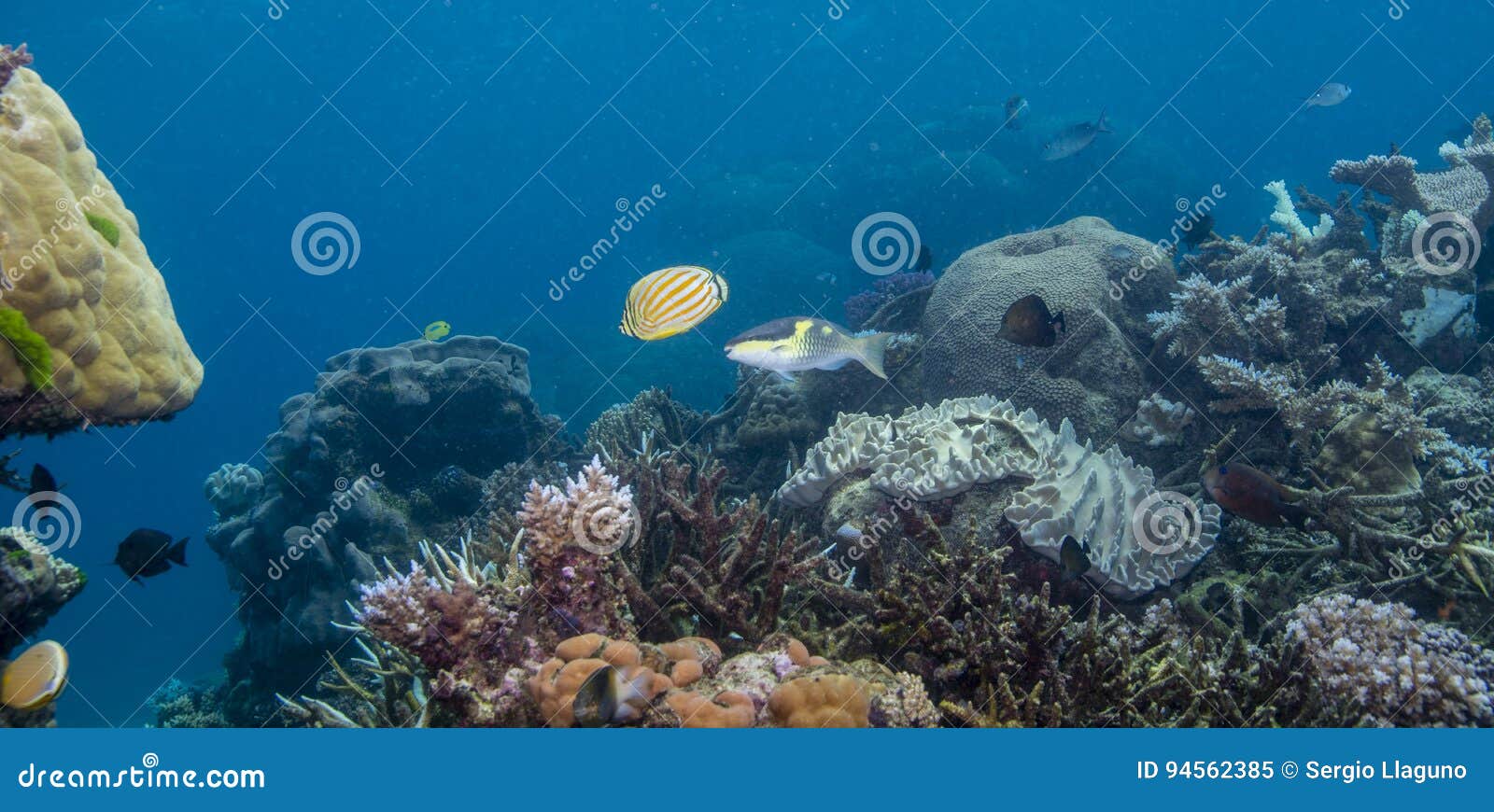 Coral Seascape stock image. Image of corals, australia - 94562385