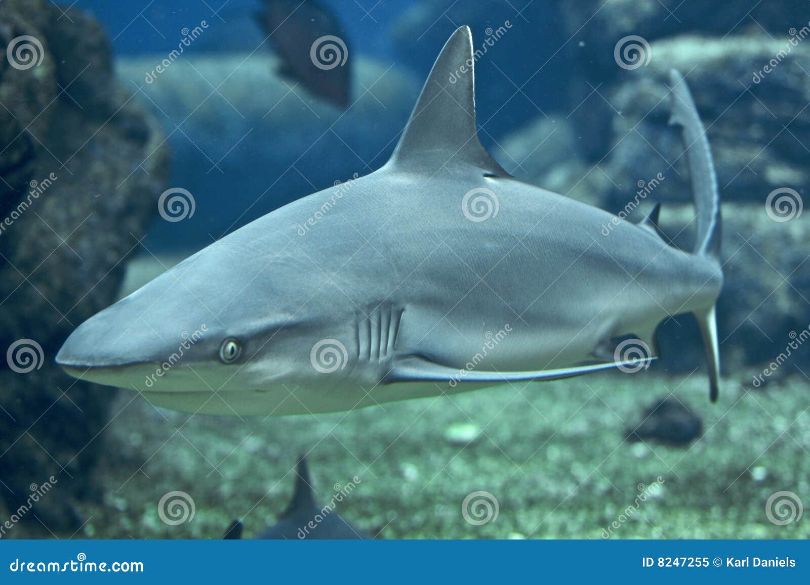 Coral Shark stock image. Image of super, tail, fish, ocean - 8247255