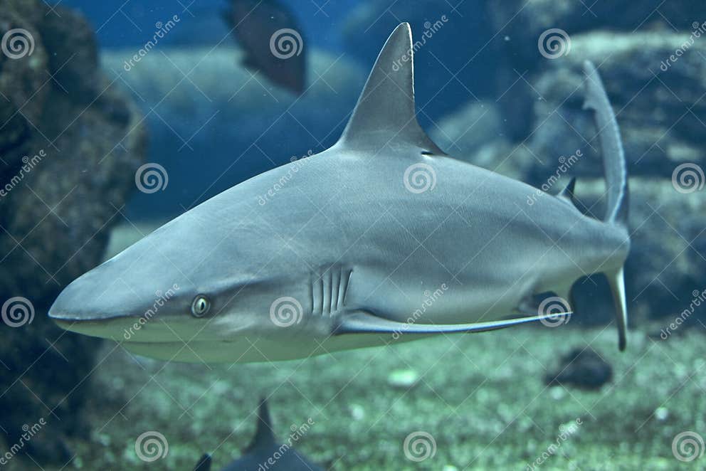 Coral Shark stock image. Image of super, tail, fish, ocean - 8247255