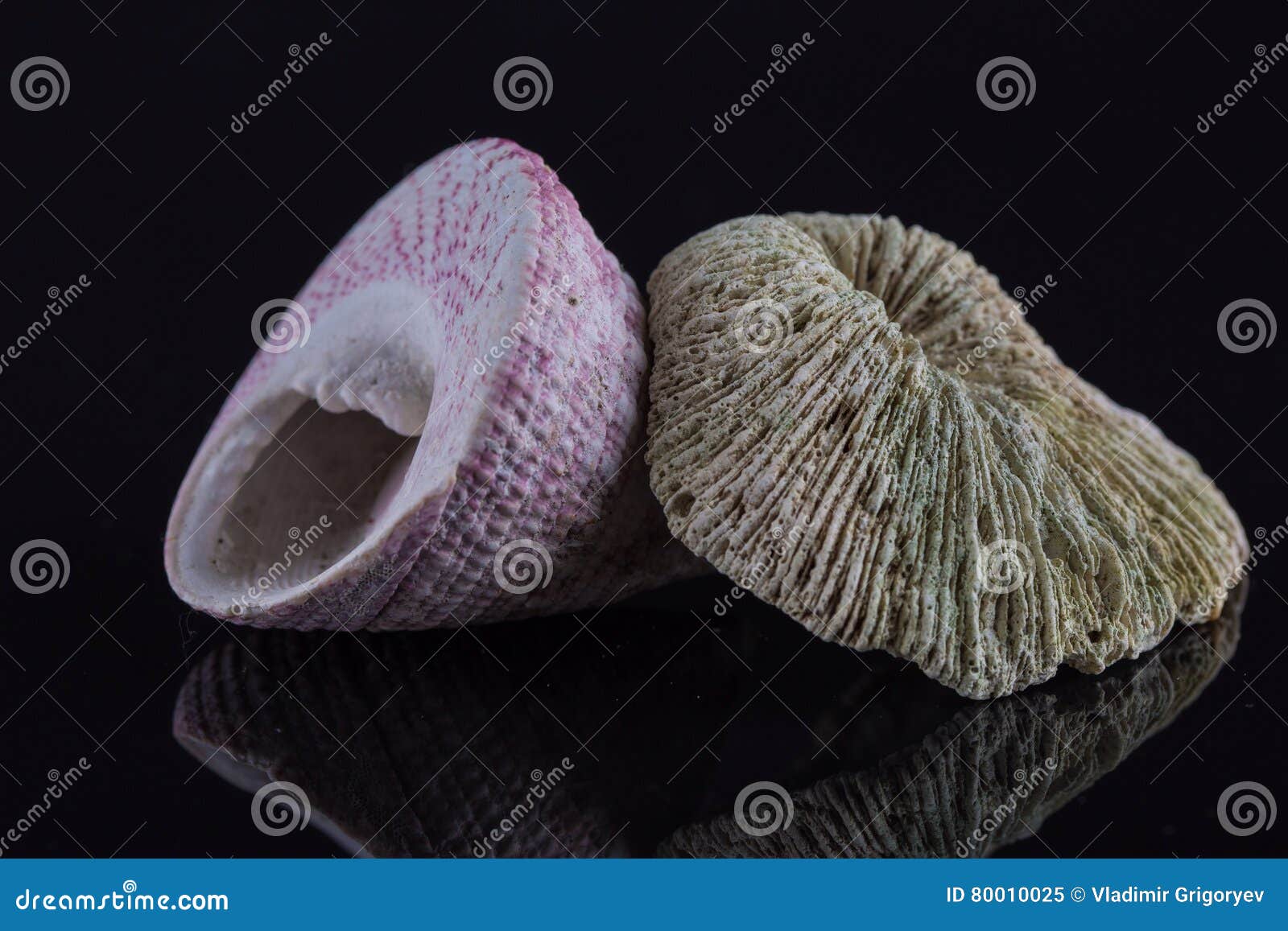 Coral and shell stock image. Image of abstract, woolen - 80010025