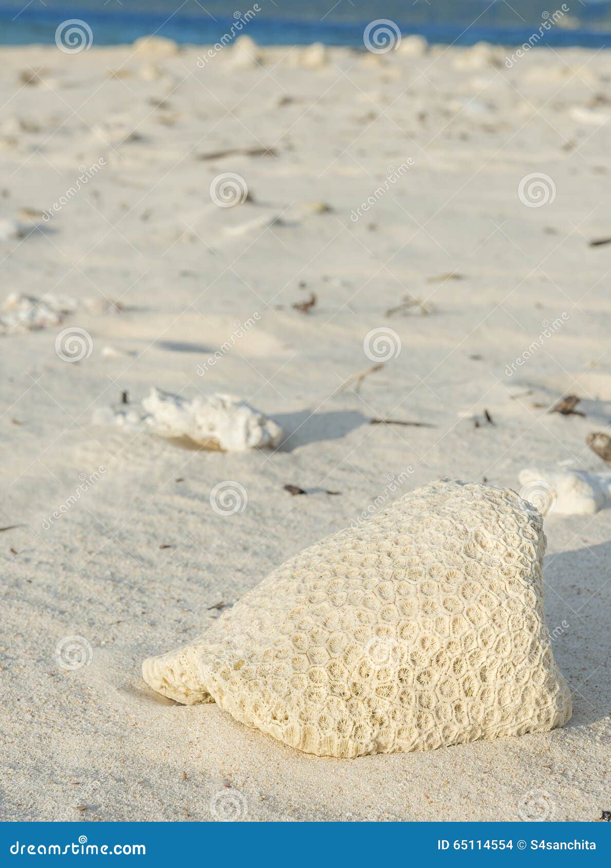 Coral shell at sea beach stock photo. Image of pattern - 65114554