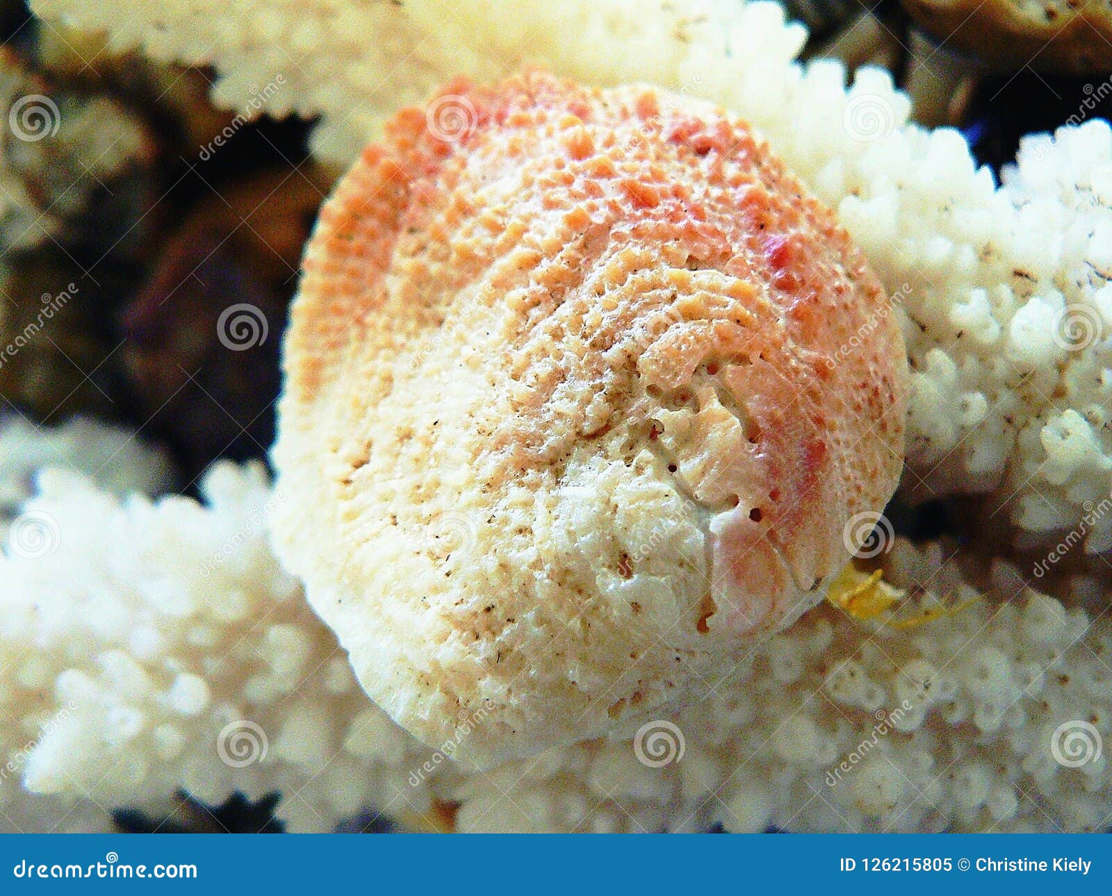 Coral Shell stock image. Image of part, horseshoe, beaches - 126215805