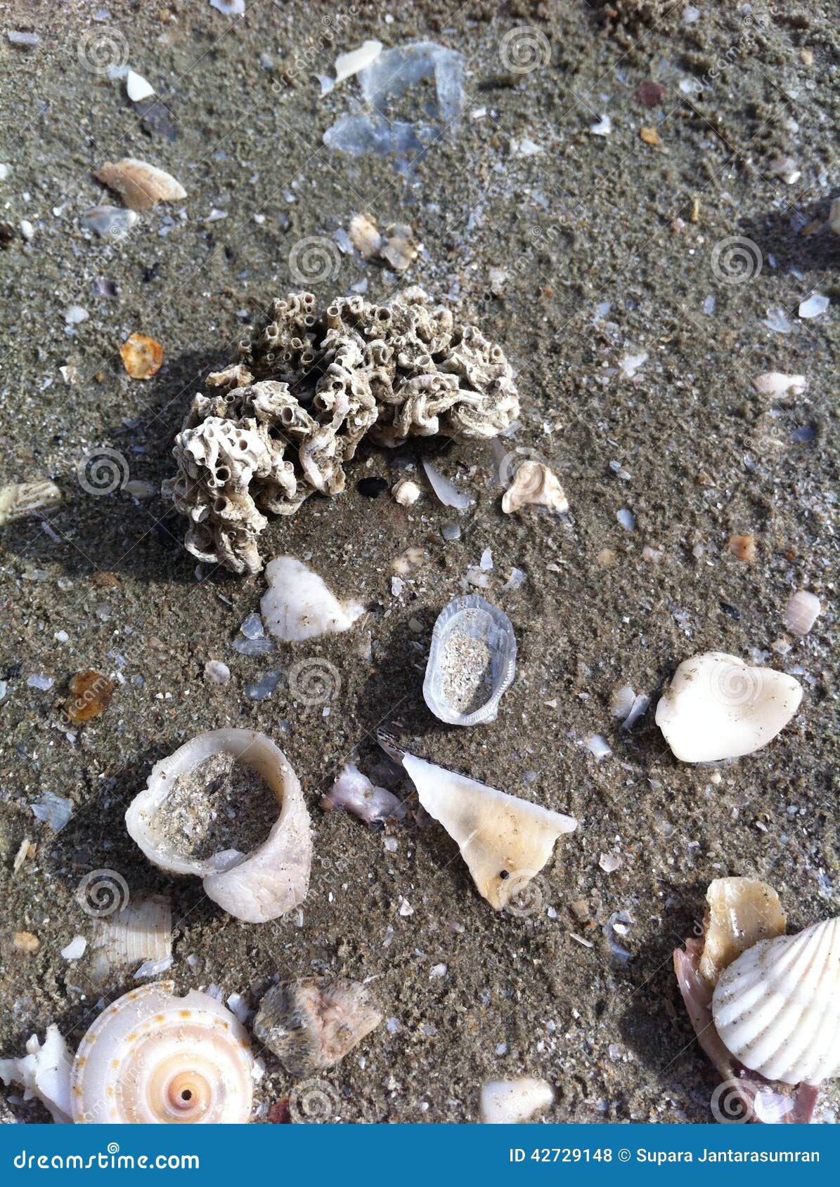 Coral and shell editorial stock photo. Image of coral - 42729148